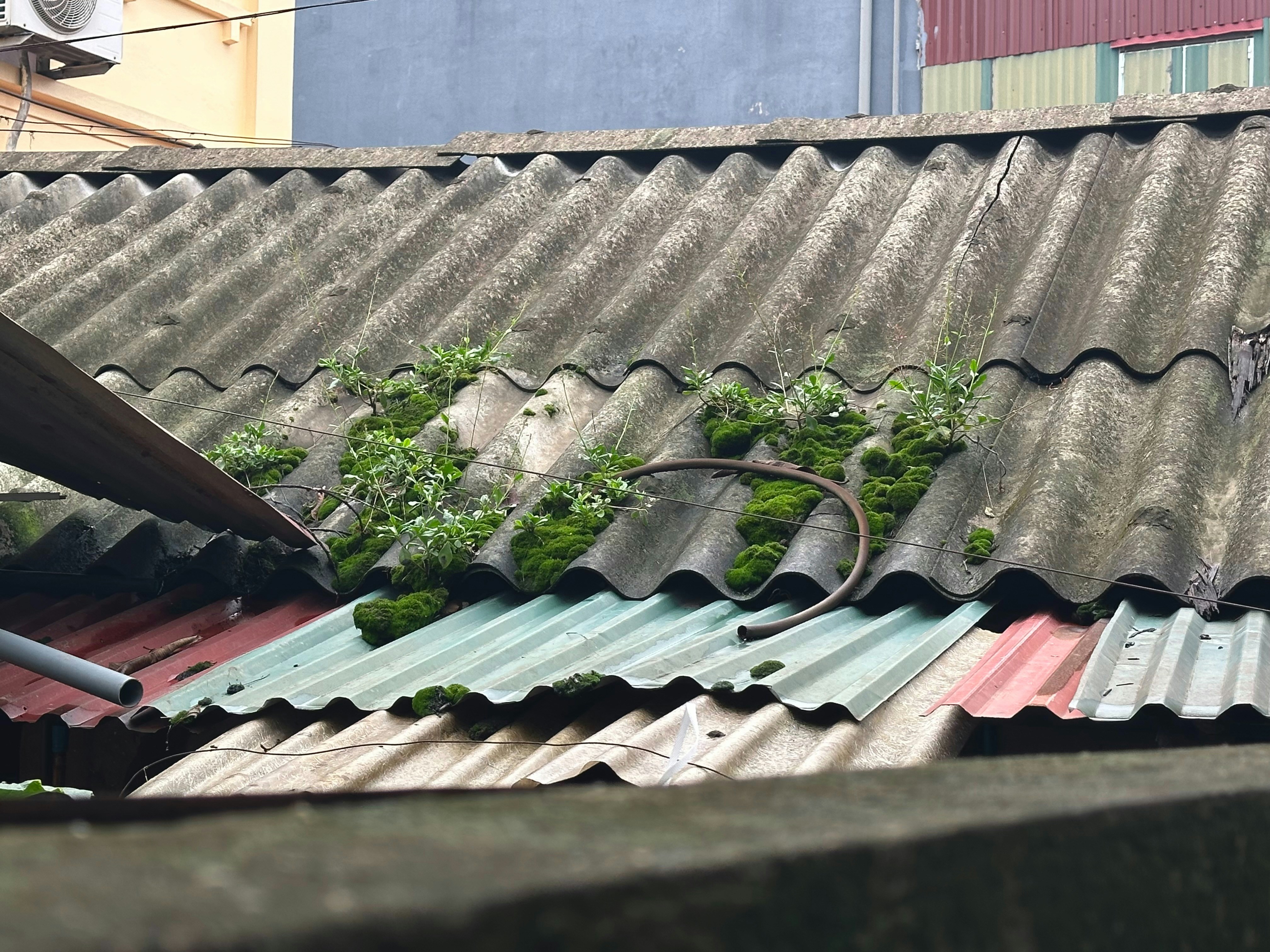 Weeds on the Quiet Corrugations