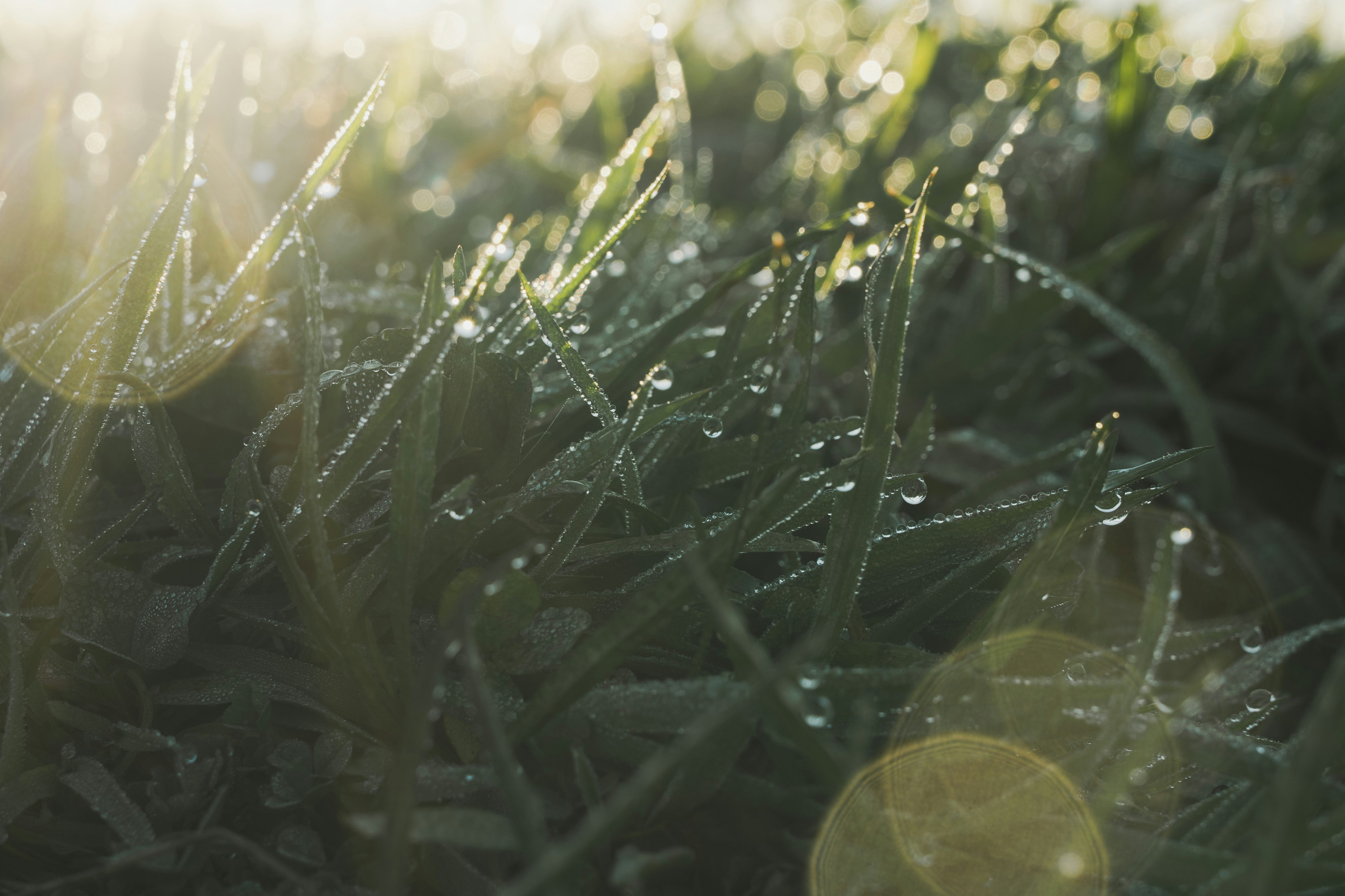 Morning Light on Dew-Kissed Grass