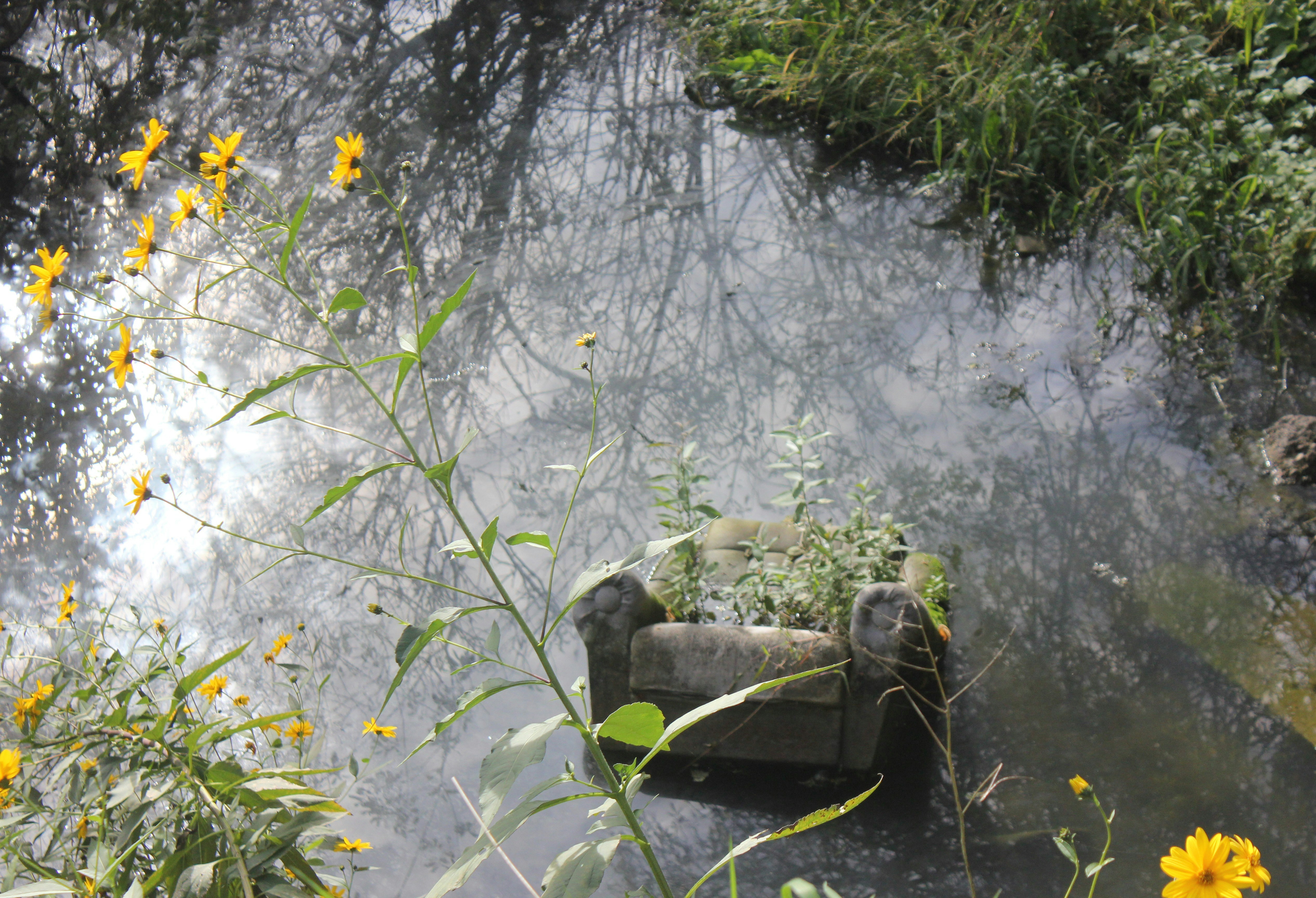 Wildflowers photo shot on Canon EOS 550D