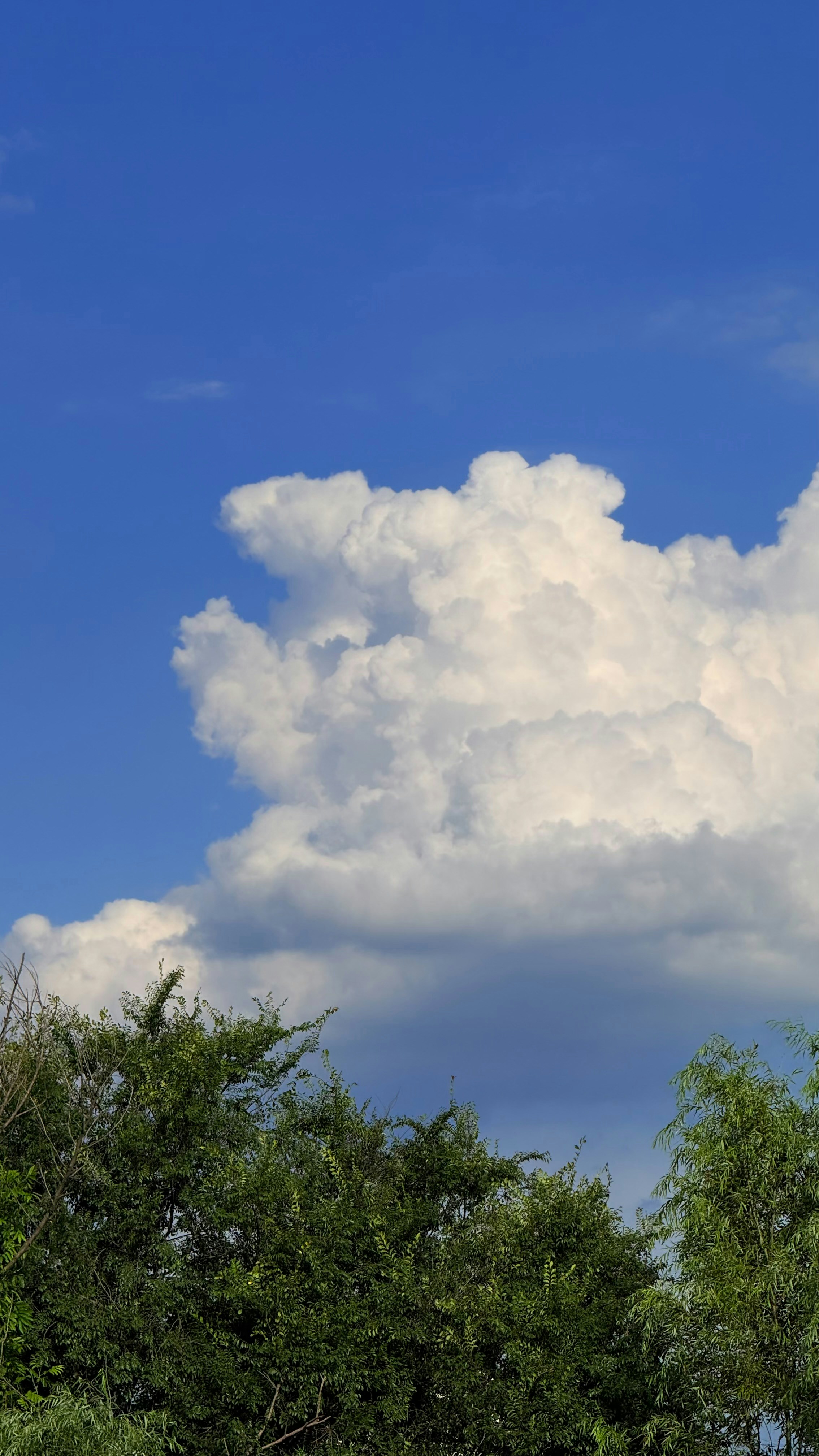 Cloud Crown over a Quiet Green Canopy