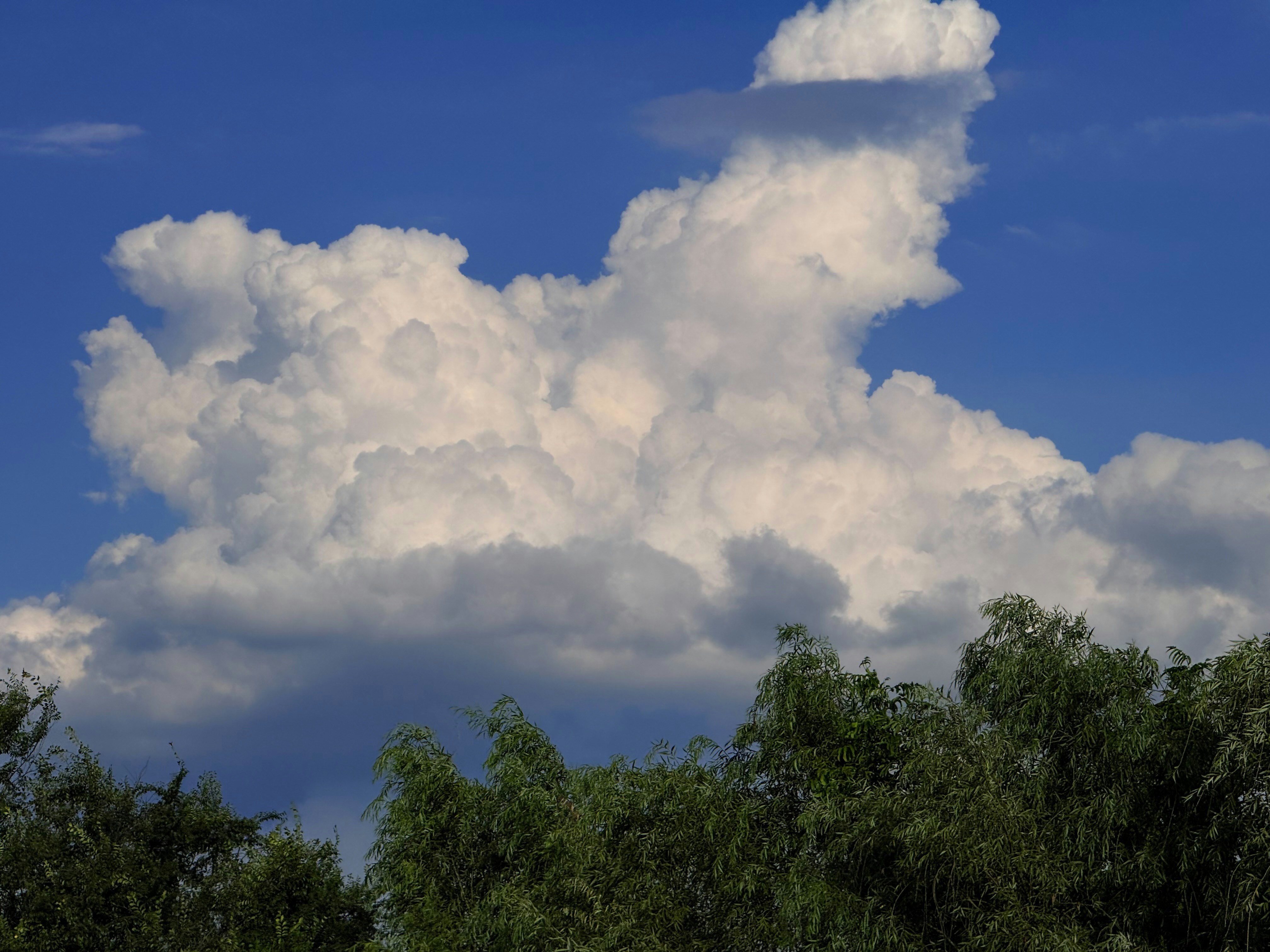 Cloud Cathedral Over the Tree Line