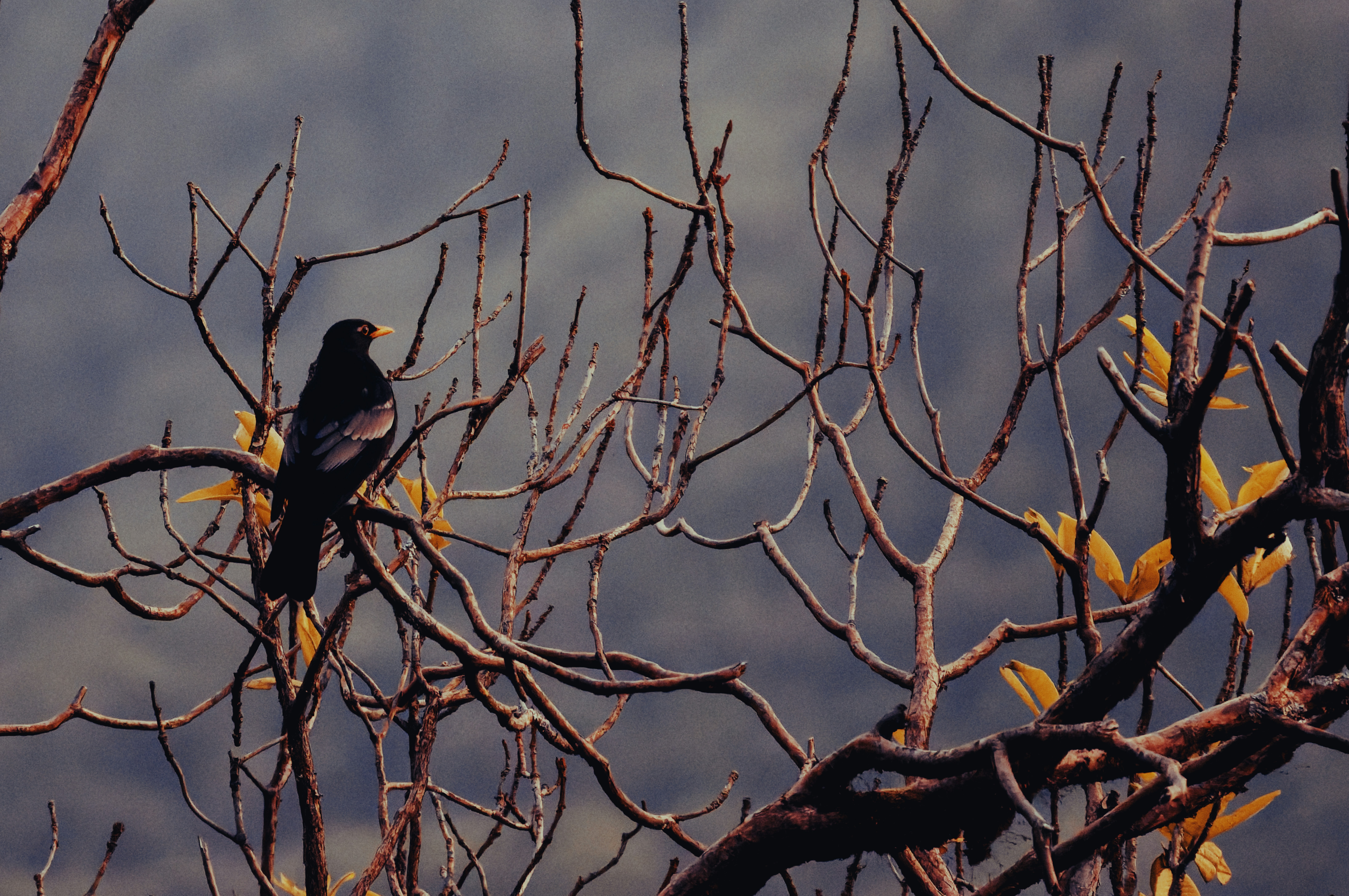 Black Bird Amid Spring Branches in Soft Backlit Hue