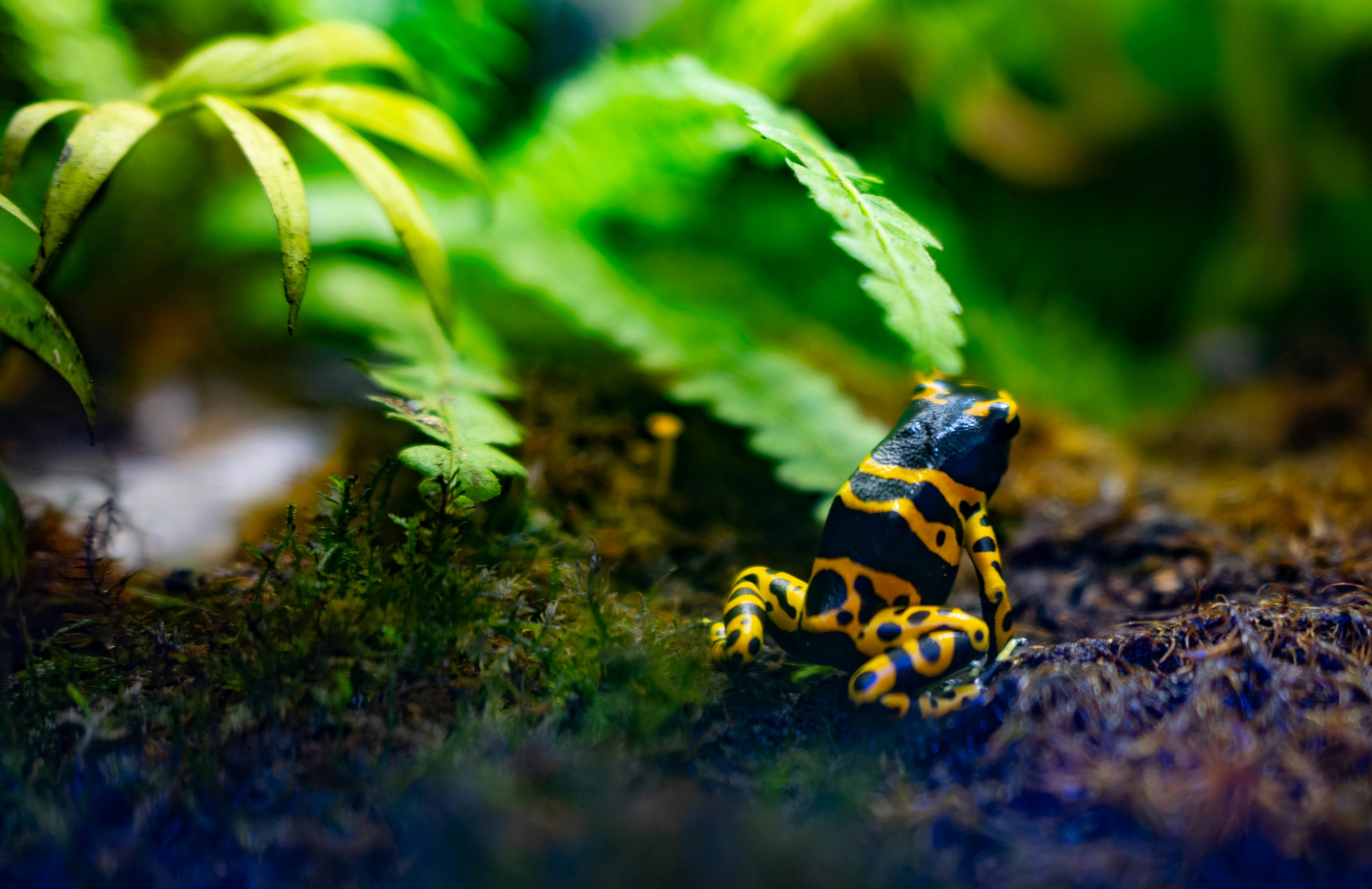 Golden-striped poison frog on the forest floor