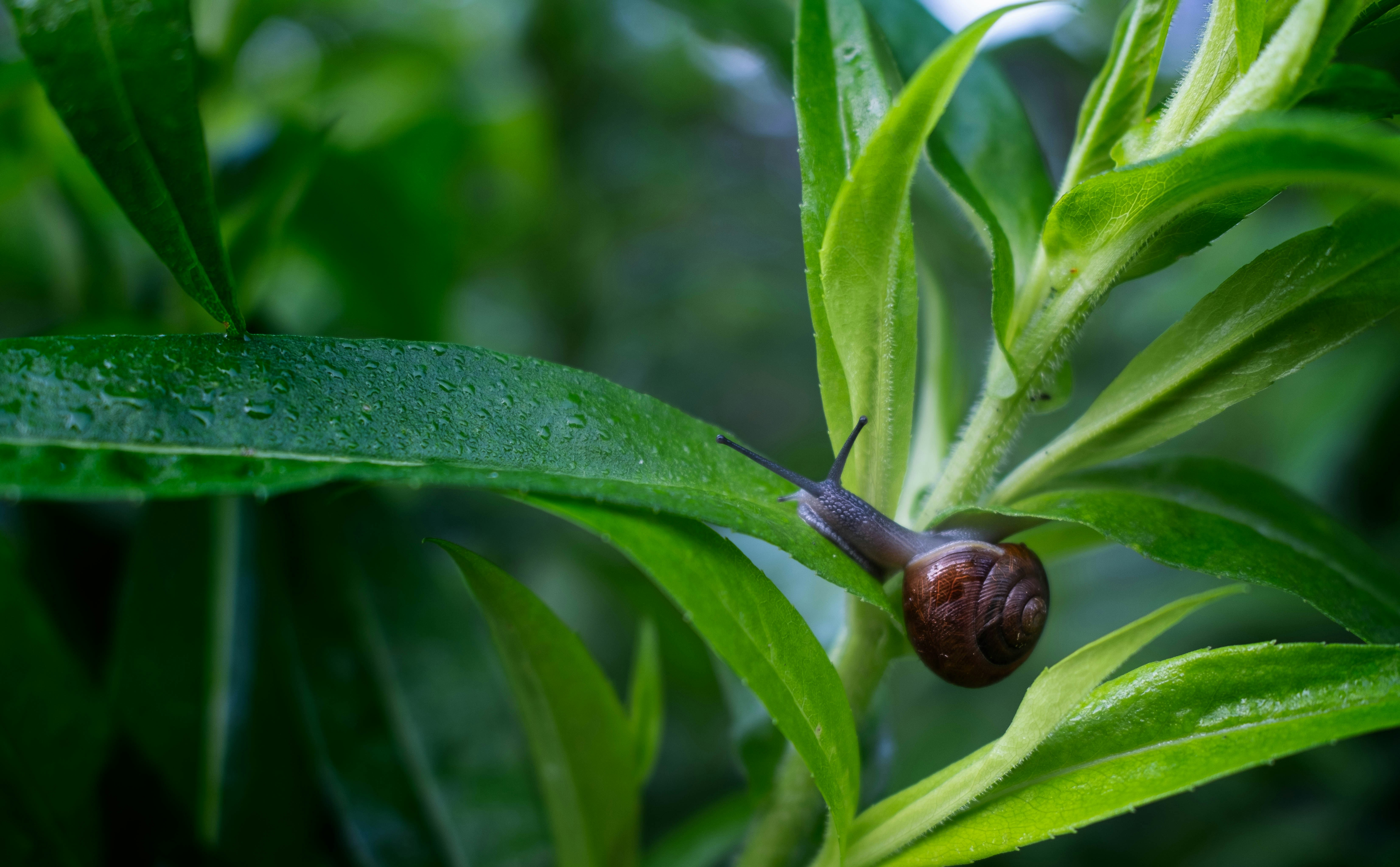 Tiny climber: a snail winds along a glossy leaf