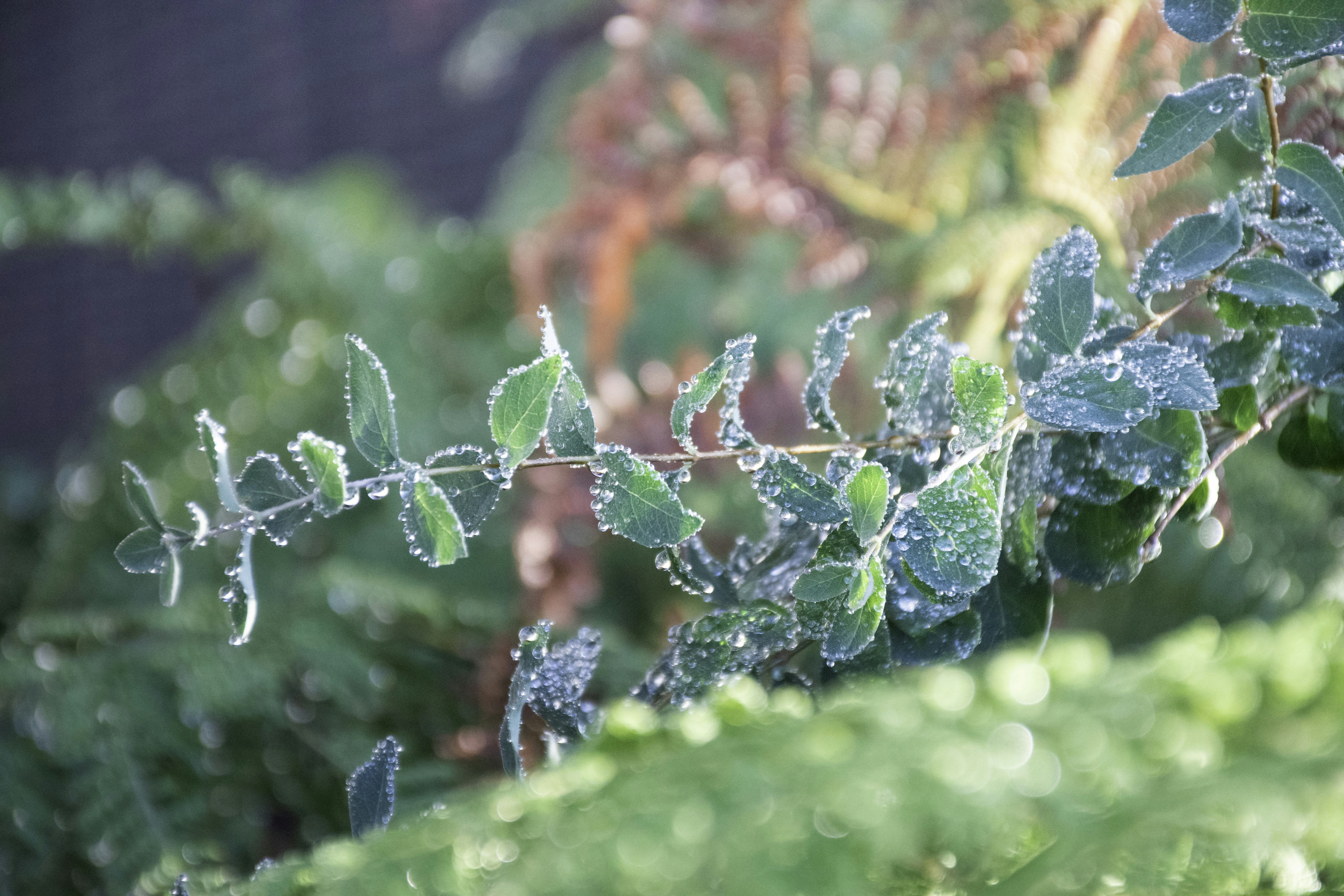 Frosted Leaves: Delicate Dew-Kissed Fragments in Morning Light