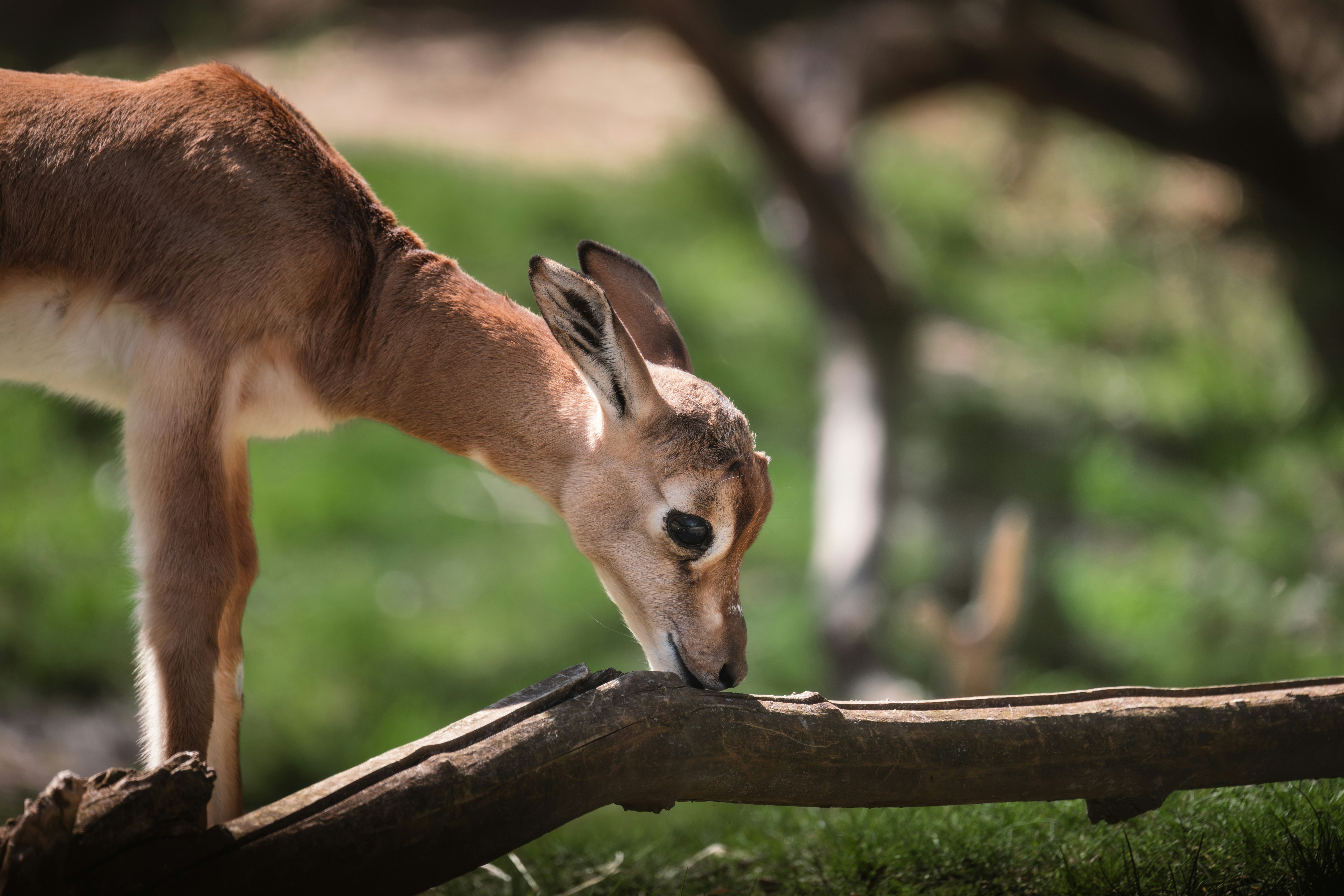Graceful Gaze: A Gazelle-Calf Nibbles a Fallen Log in Sunlit Greenery