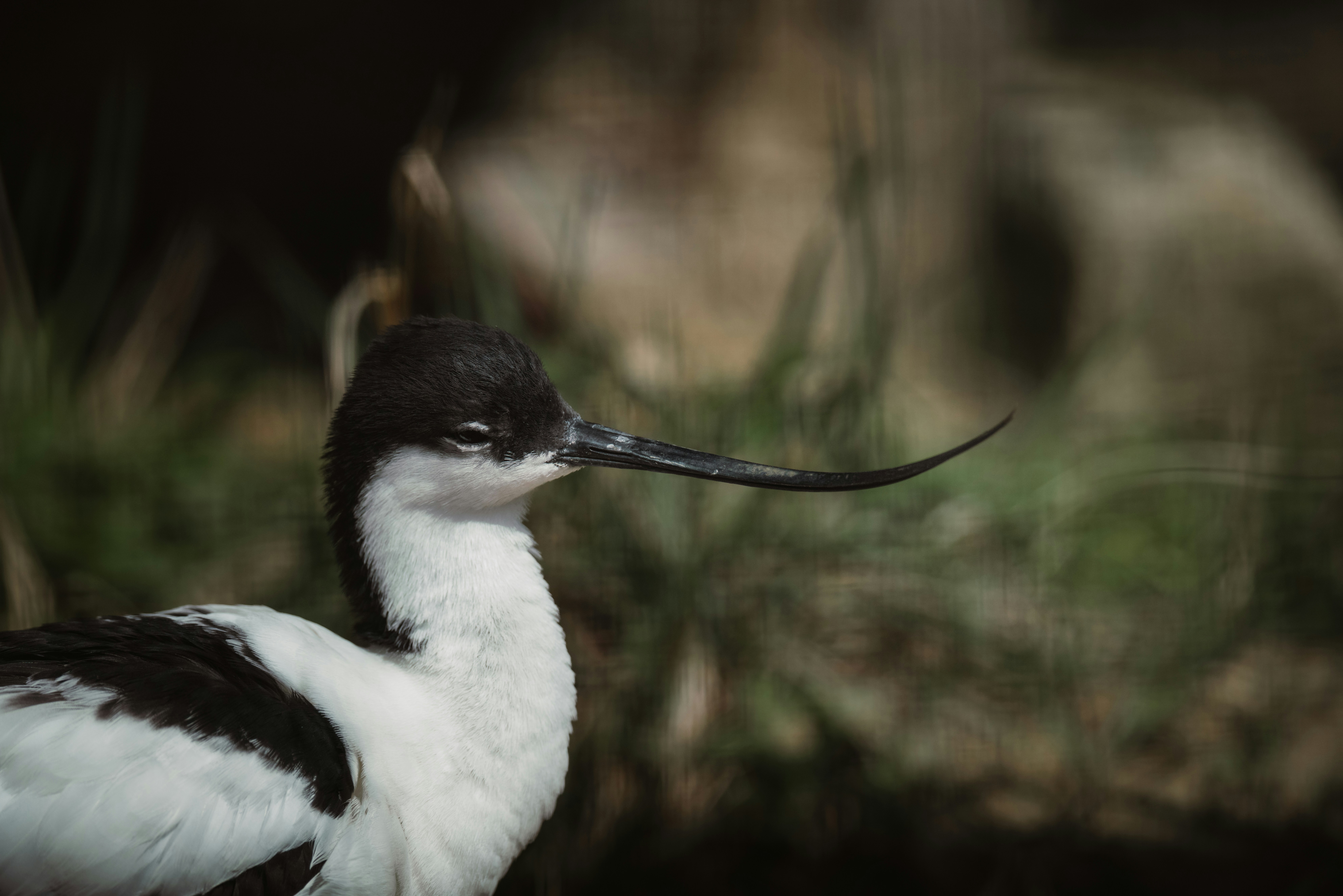 Scarlet-crested Glider: A Black-and-White Stare