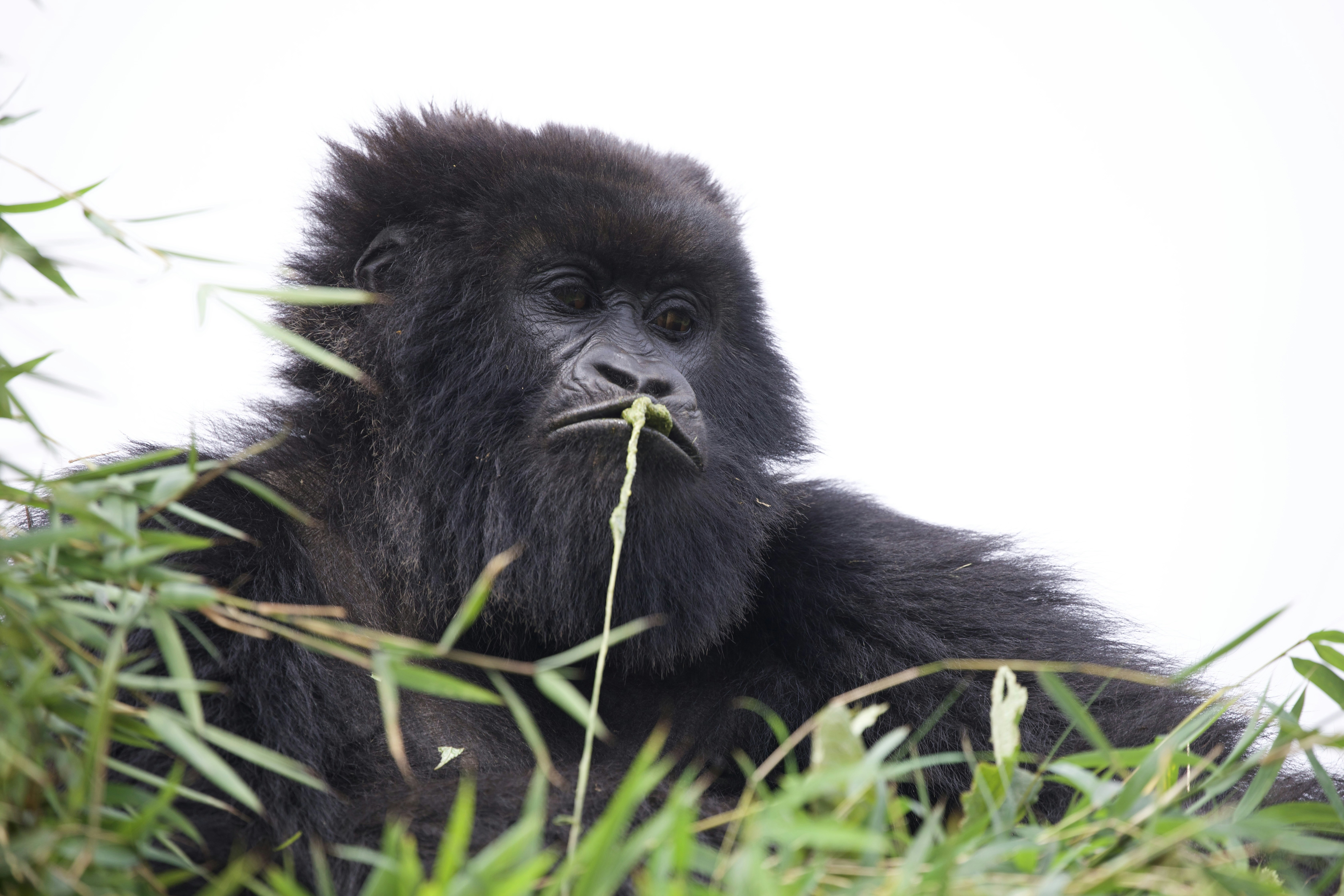 Gorilla chewing plant amidst green foliage.
