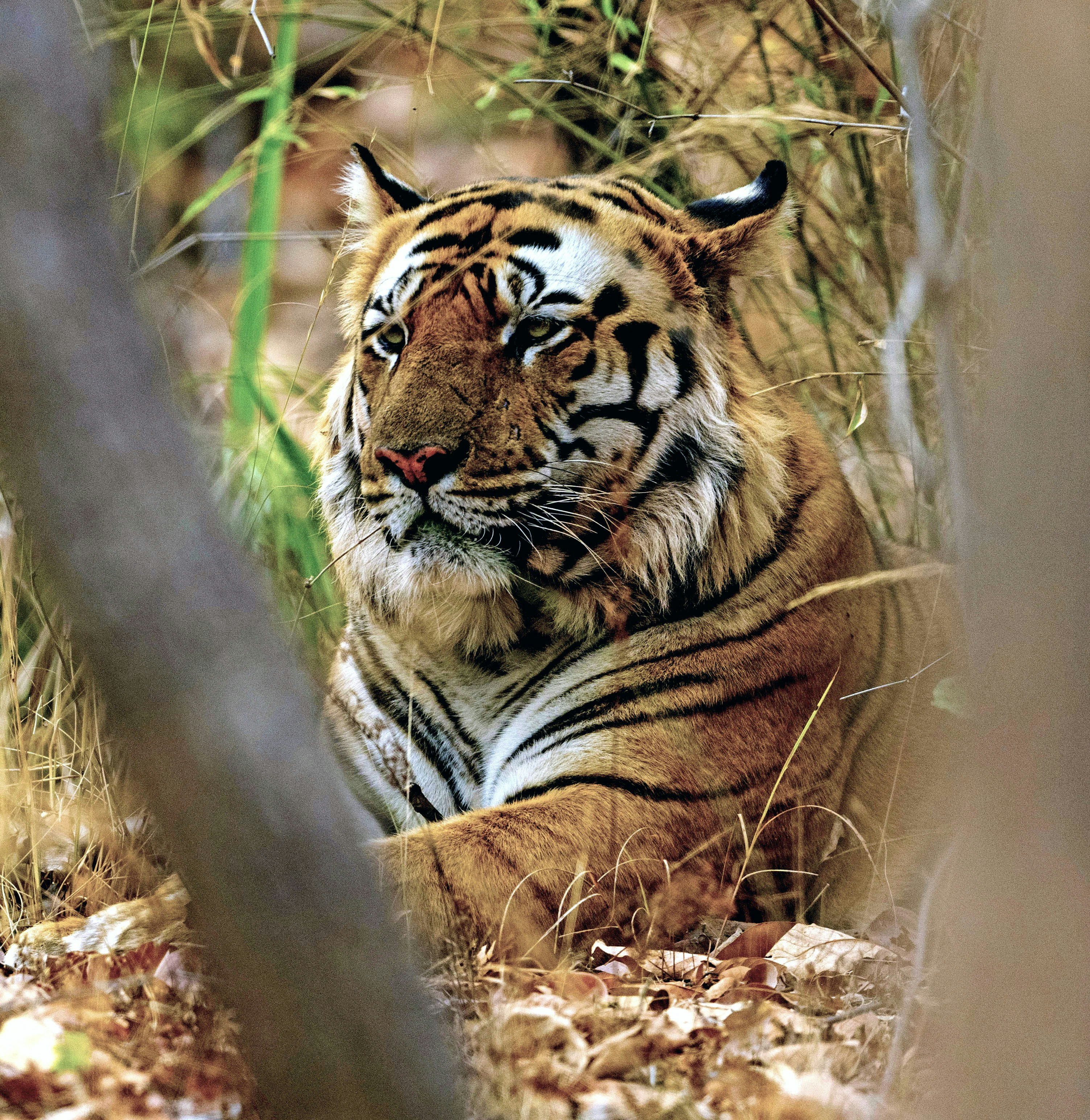 Tiger in Quiet Understory: a Tranquil Portrait