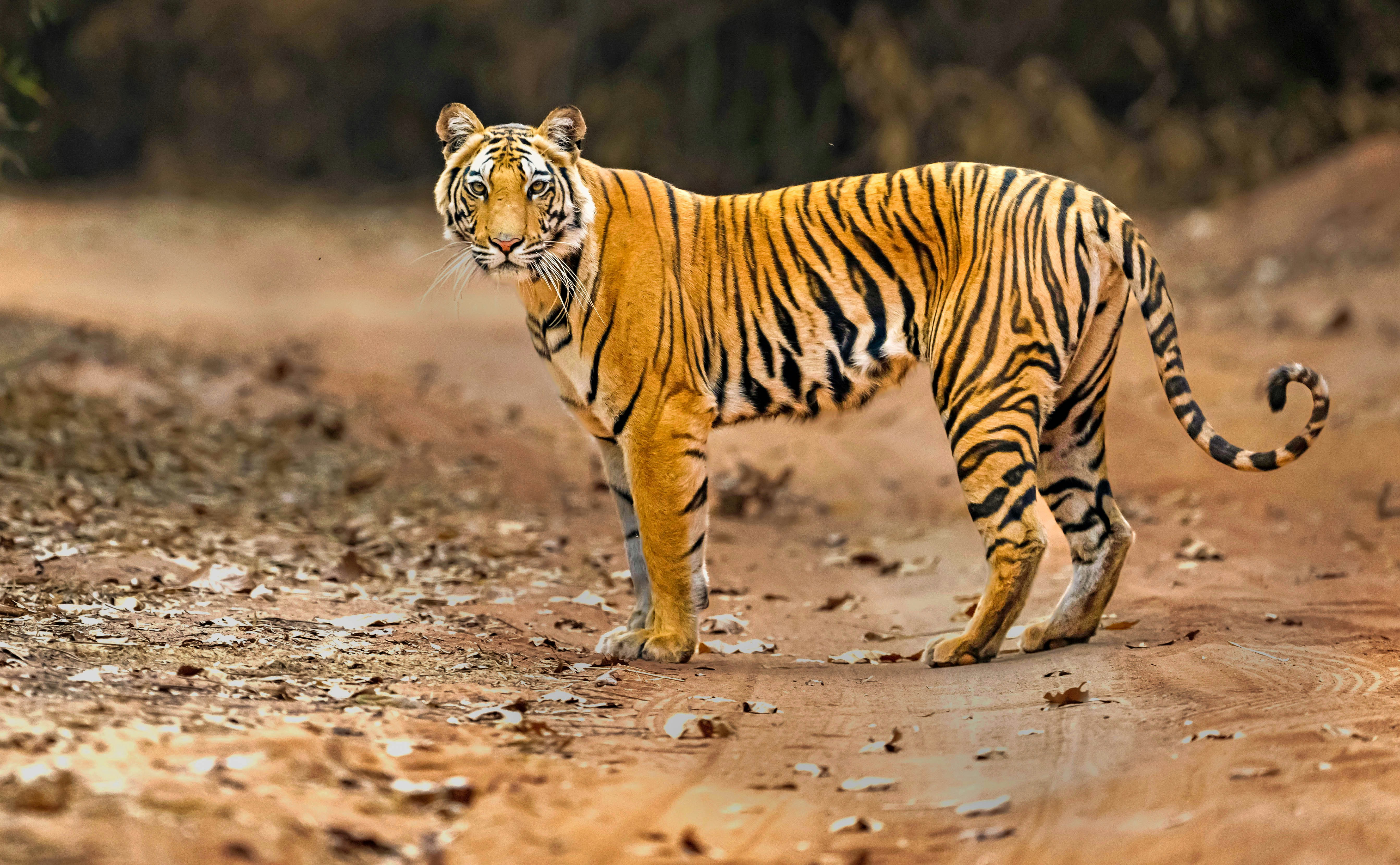 Tiger on a dust-streaked trail: a wary stare in warm light