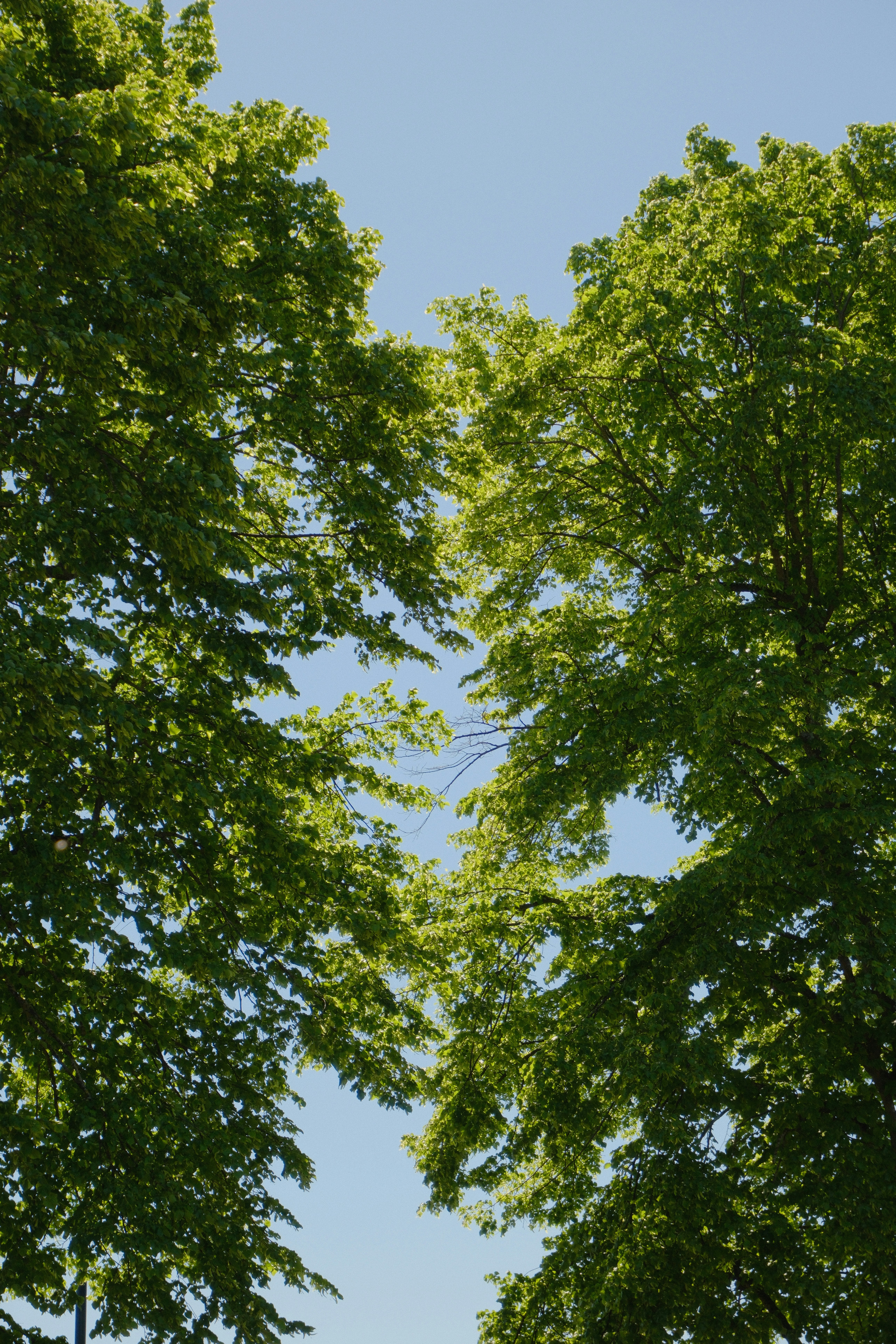 Bright green treetops against a crisp blue sky, captured from beneath the canopy to emphasize the open gap and sunlight. (Illustration-style natural scene).