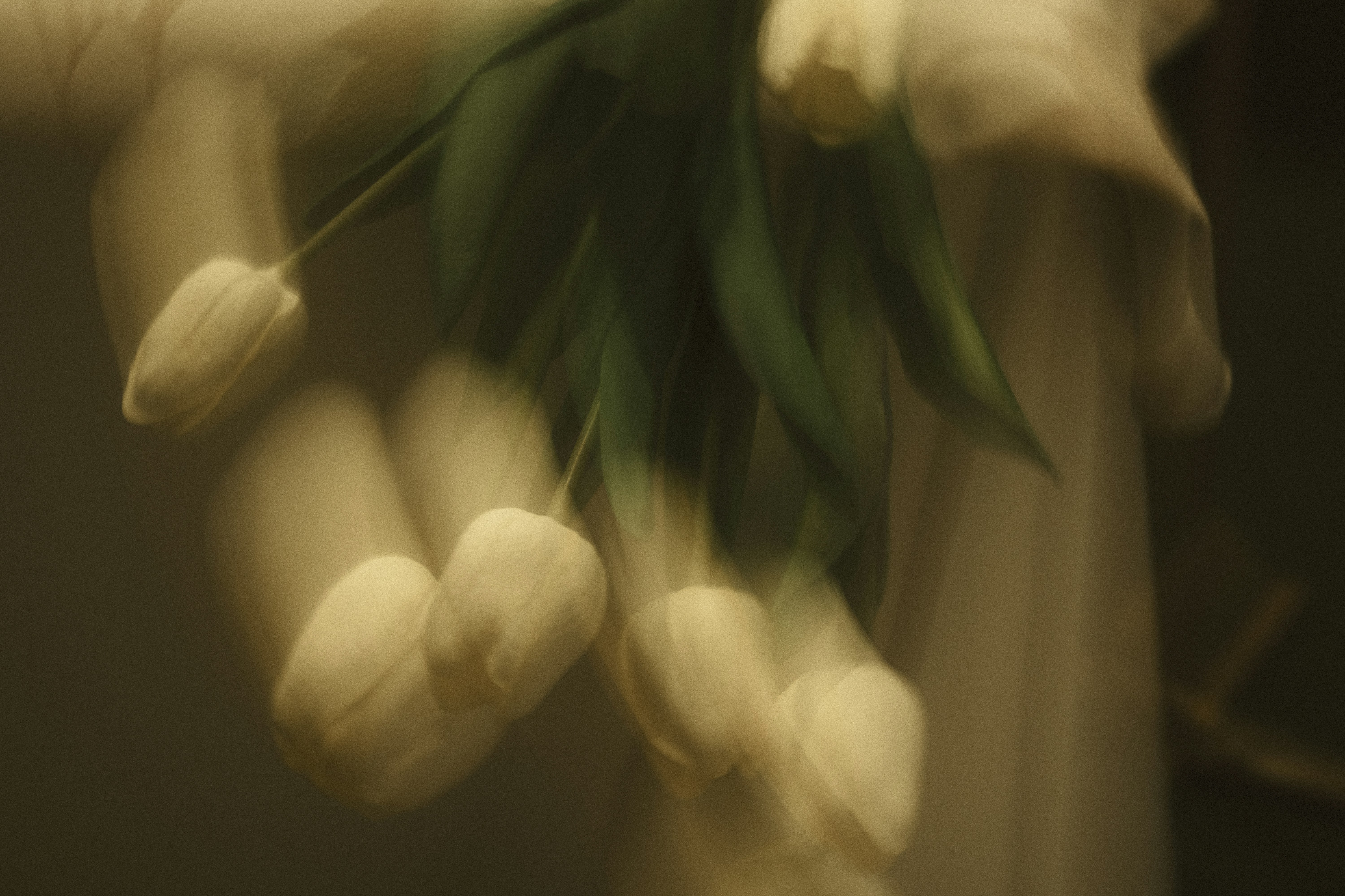 Soft Bloom: Quiet Tulip Cluster in Warm Blur
