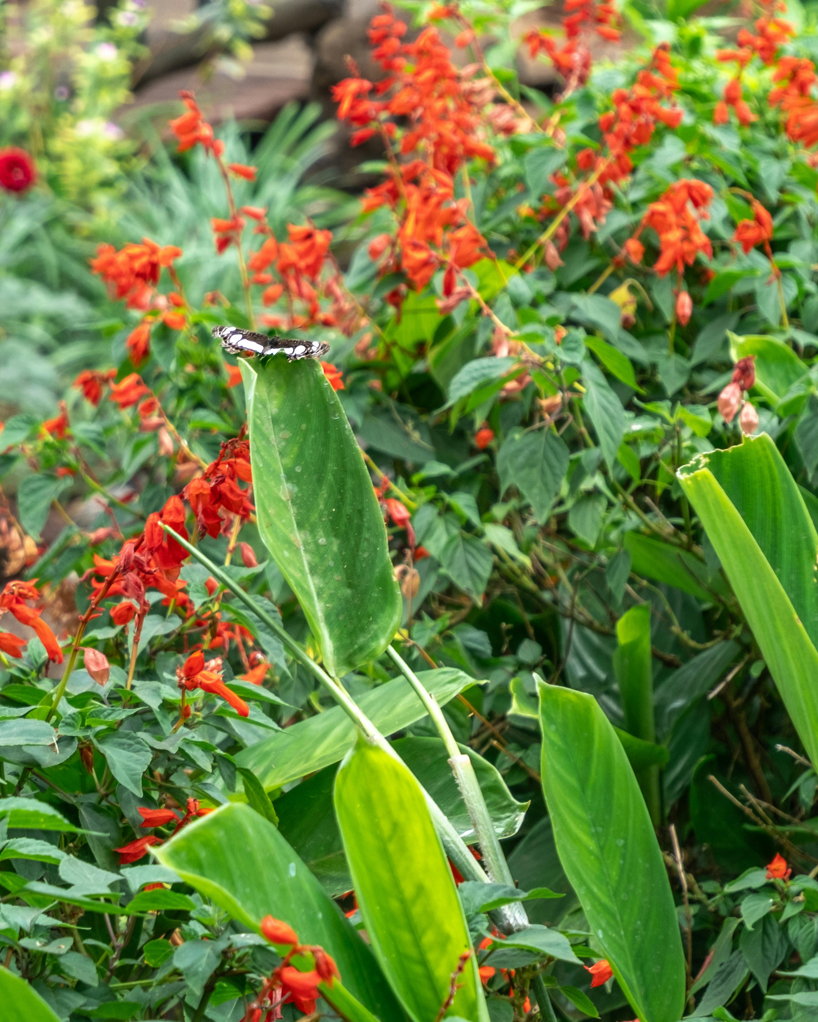 Monarch of the Red Garden: A Butterfly Among Coral Flowers