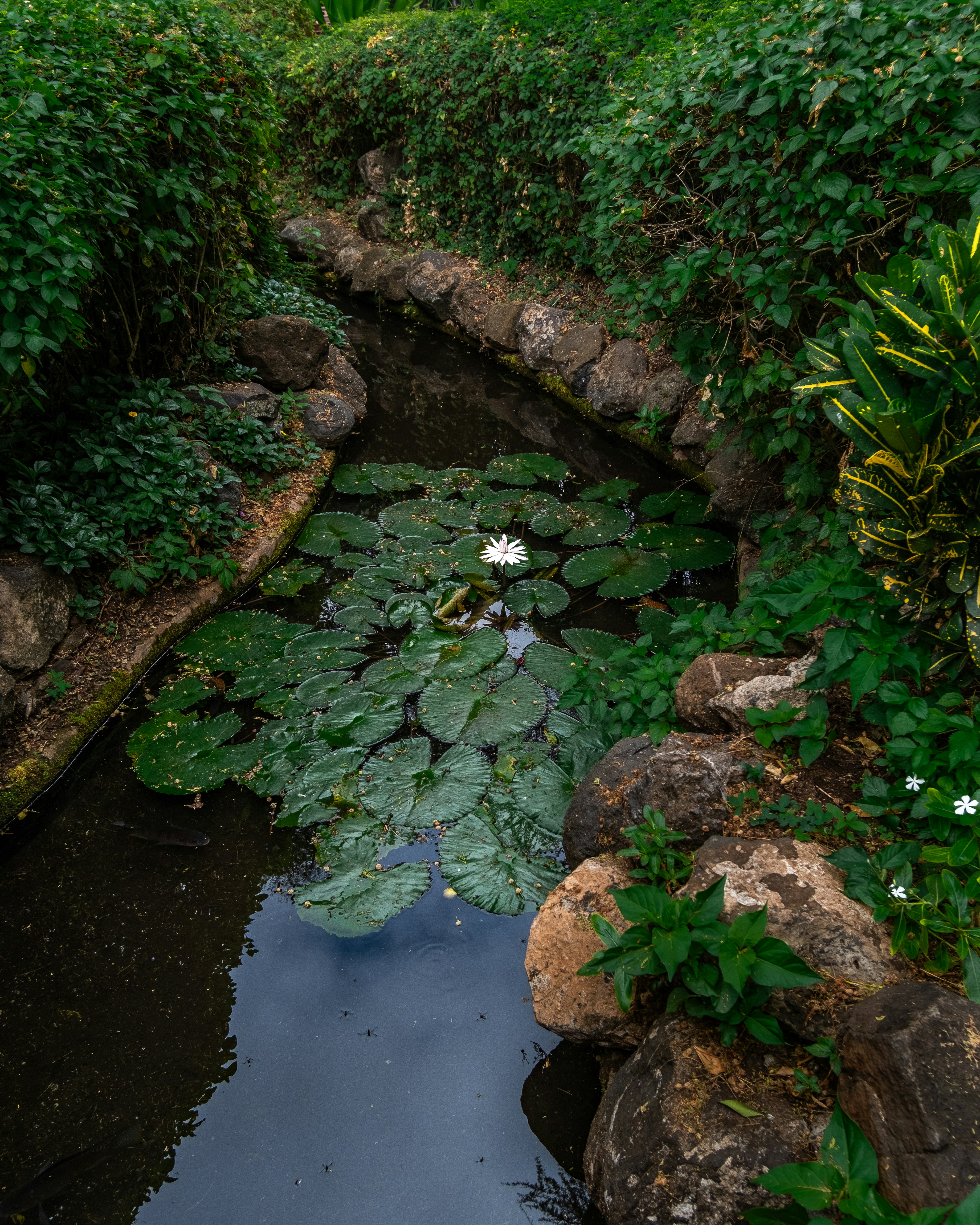 Quiet Lily Pond Among Stones and Greenery