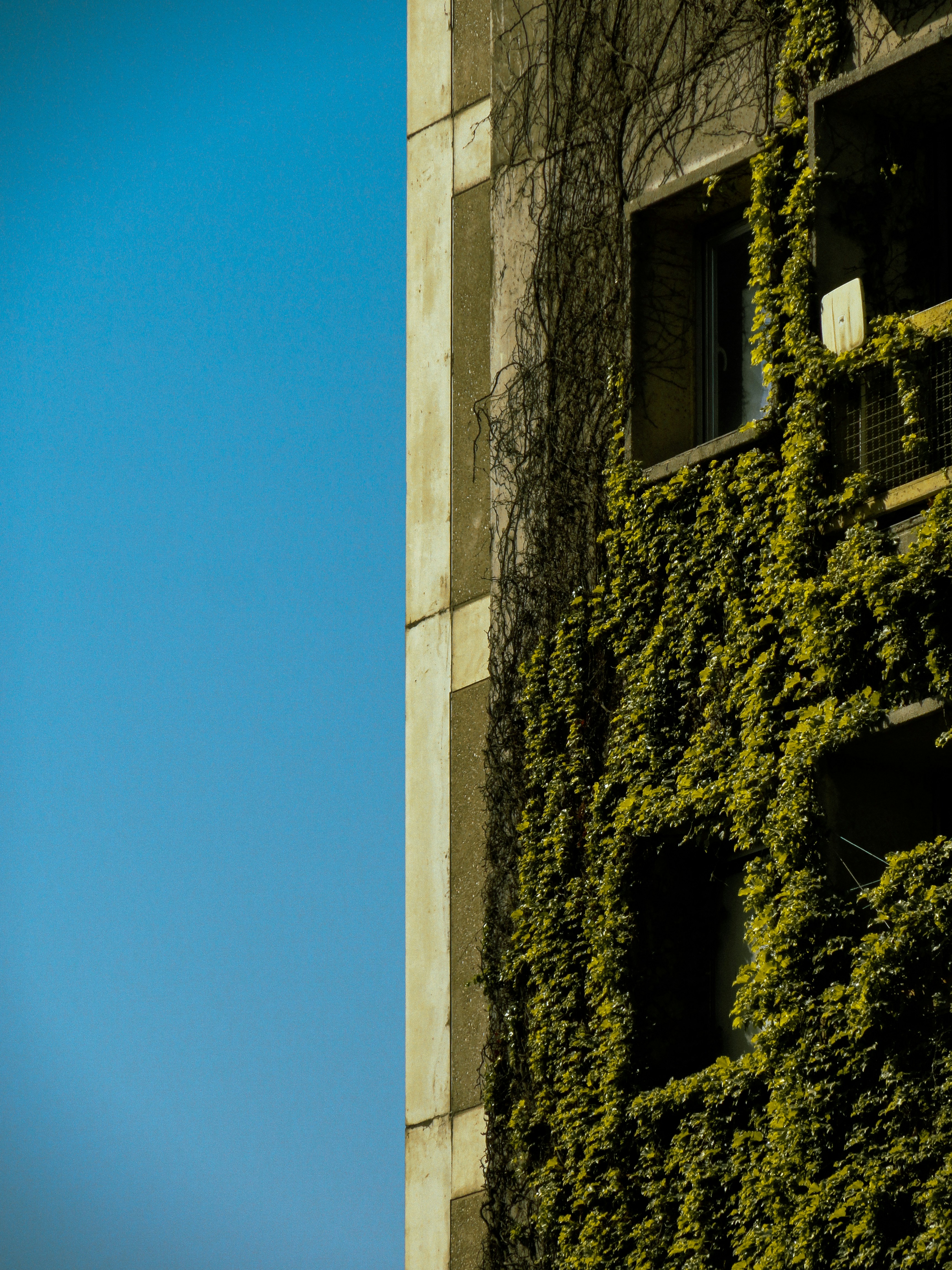 Vines Claim a Concrete Facade: A Quiet Corner of Urban Decay