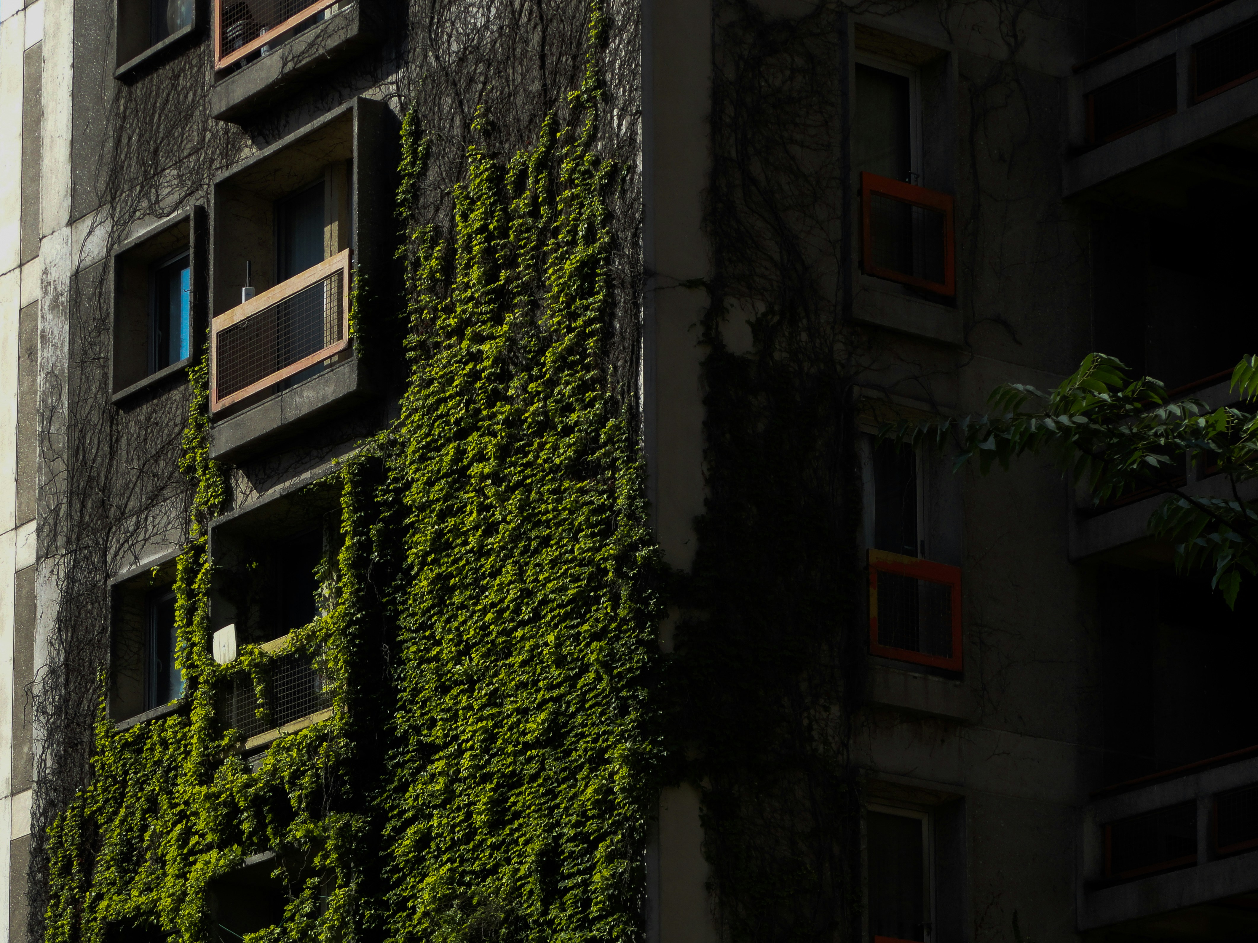 Veiled Green: Ivy Clings to a Concrete Facade