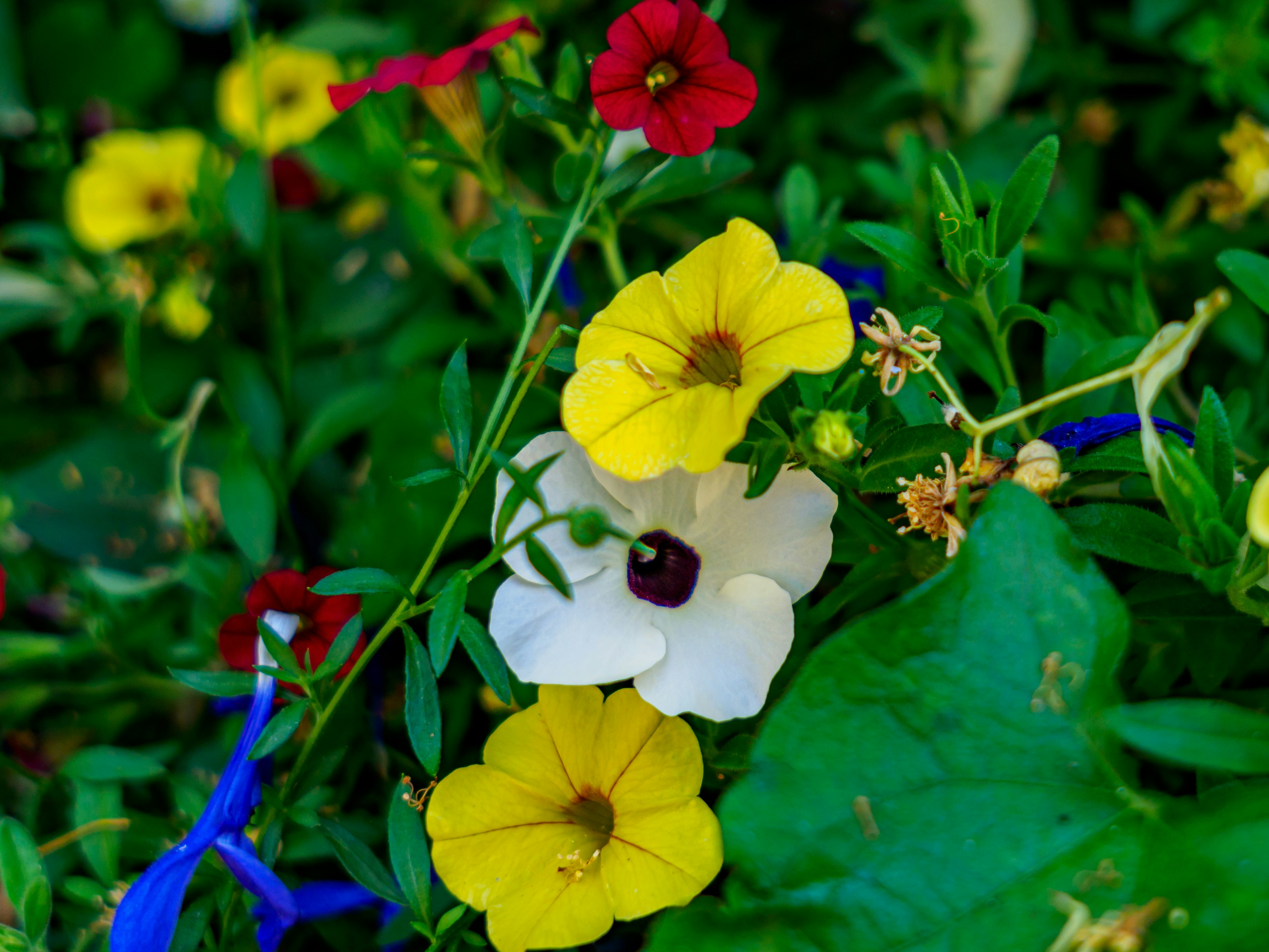 Yellow and white Petal Mosaic in a Garden Bed