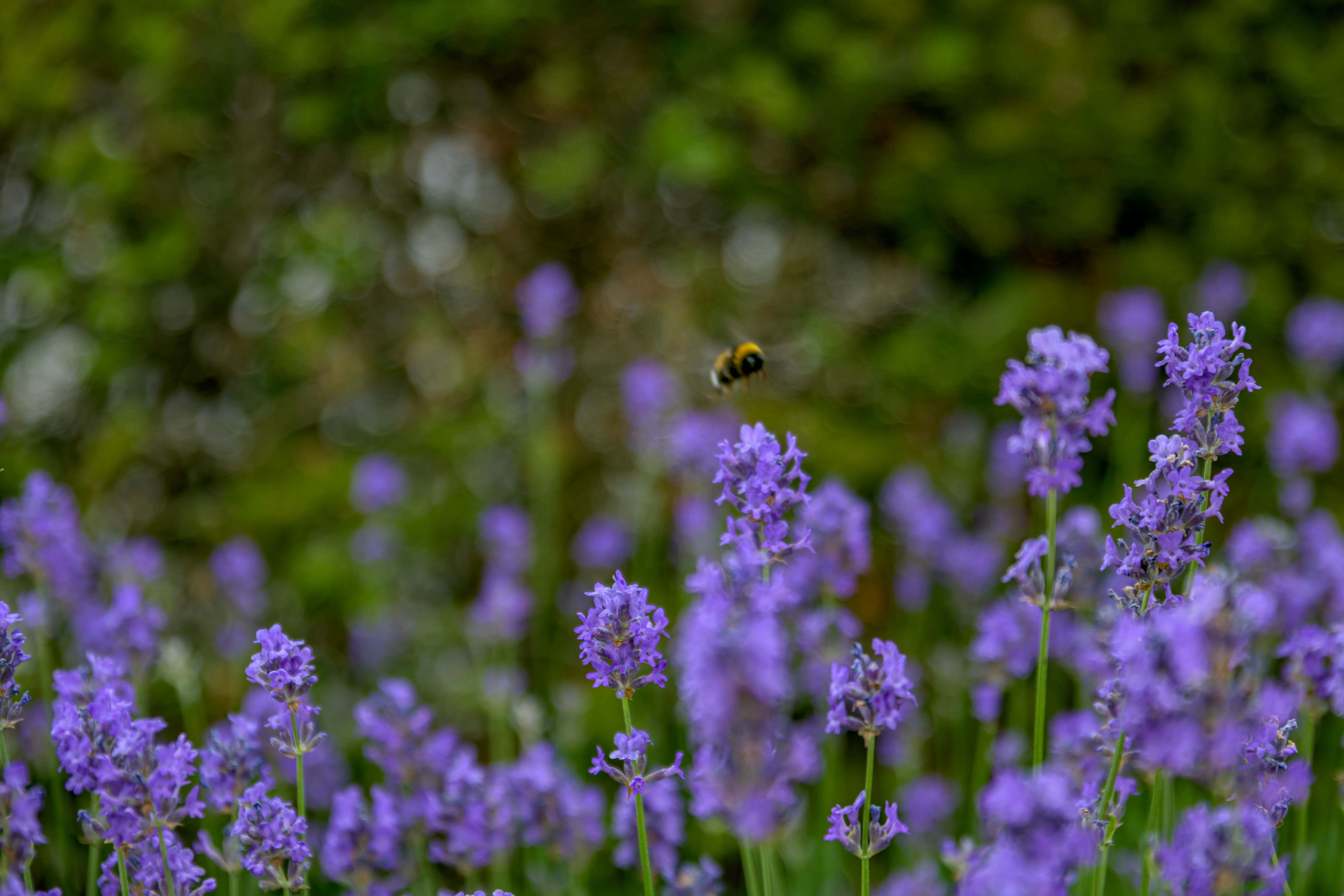 Bee in Flight over Lavender Sea