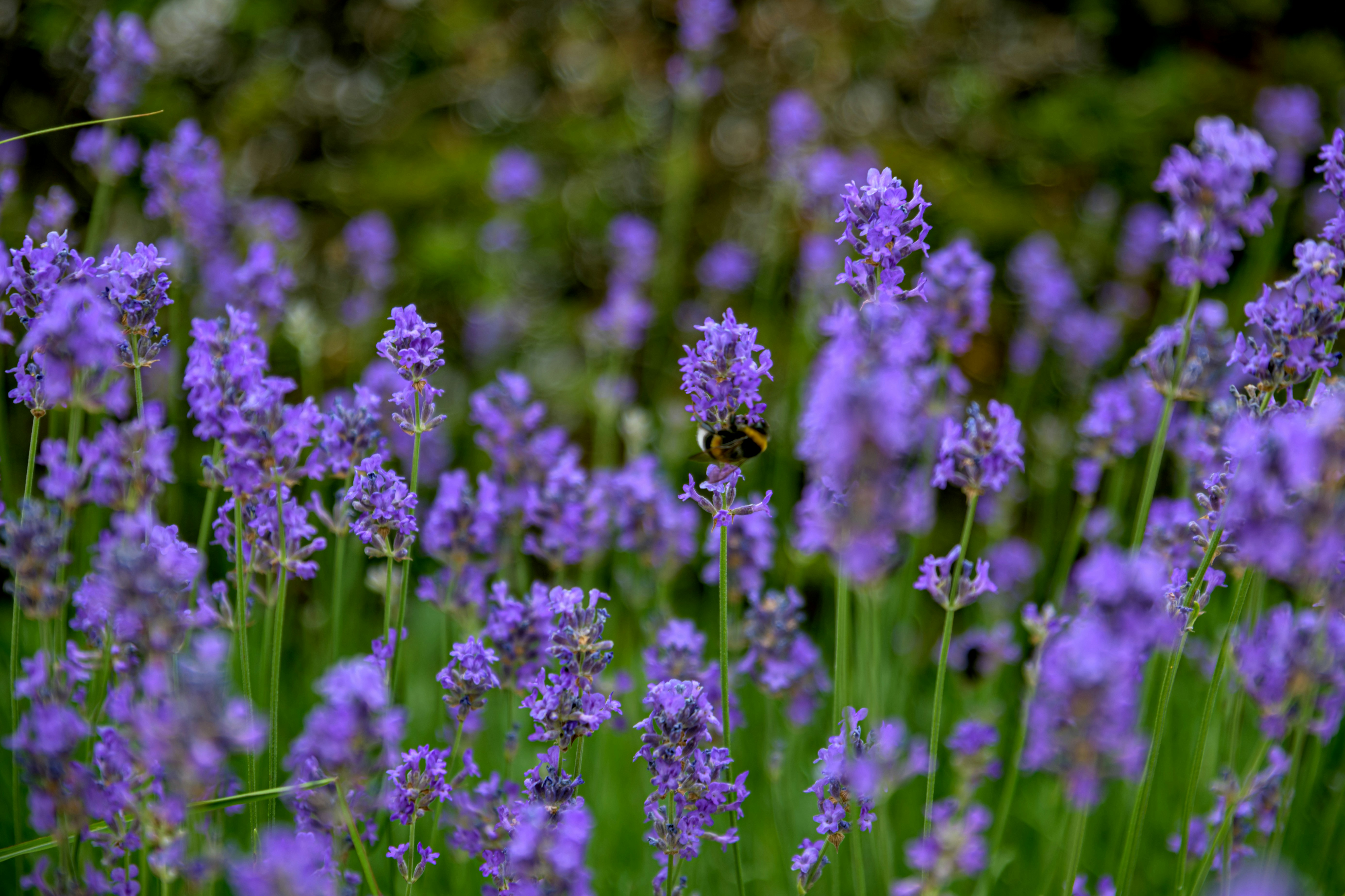 Bee in Lavender: a close-field moment