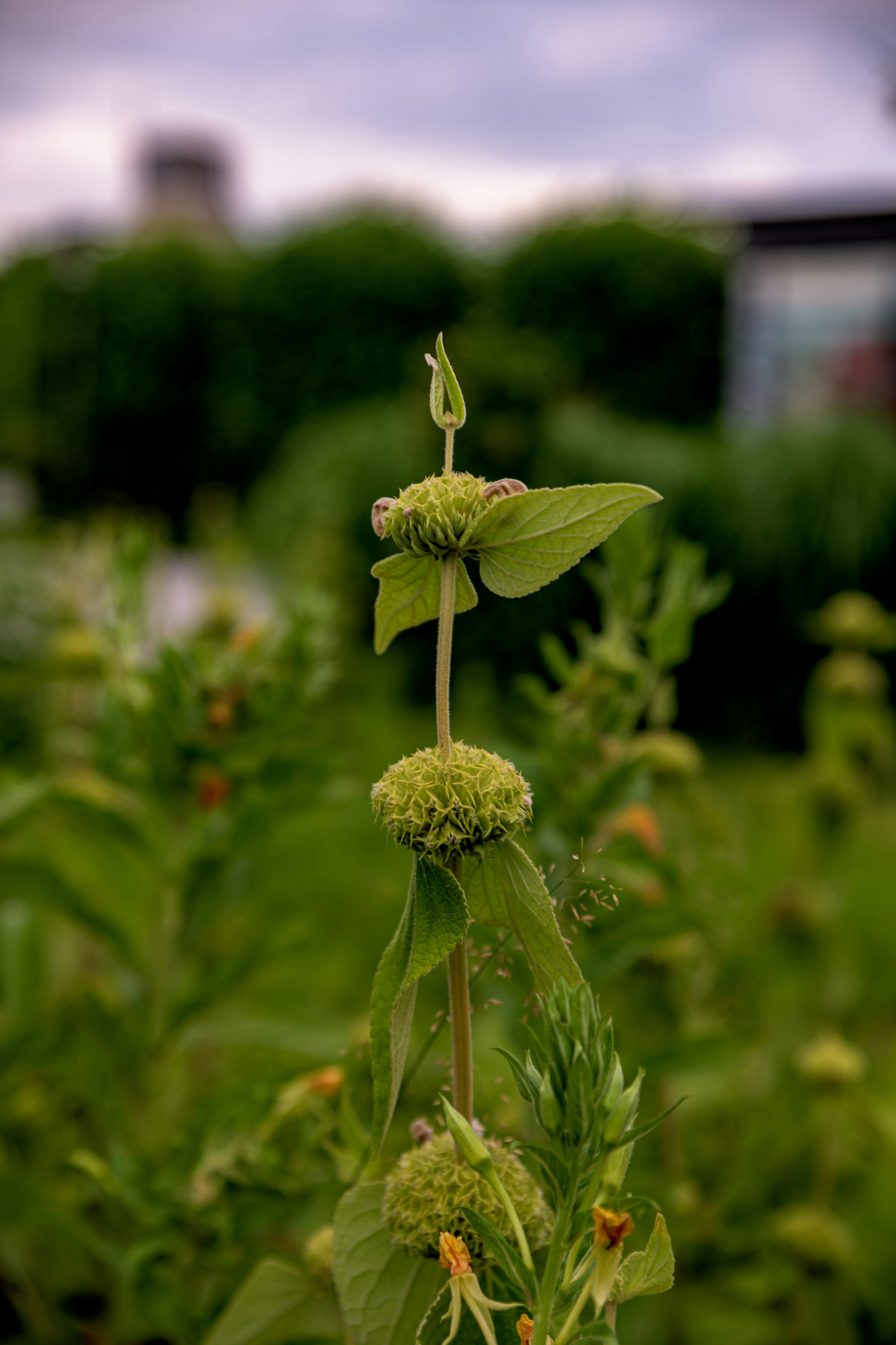 Mercedes-like symmetry: a solitary spiked bloom rising above a green garden