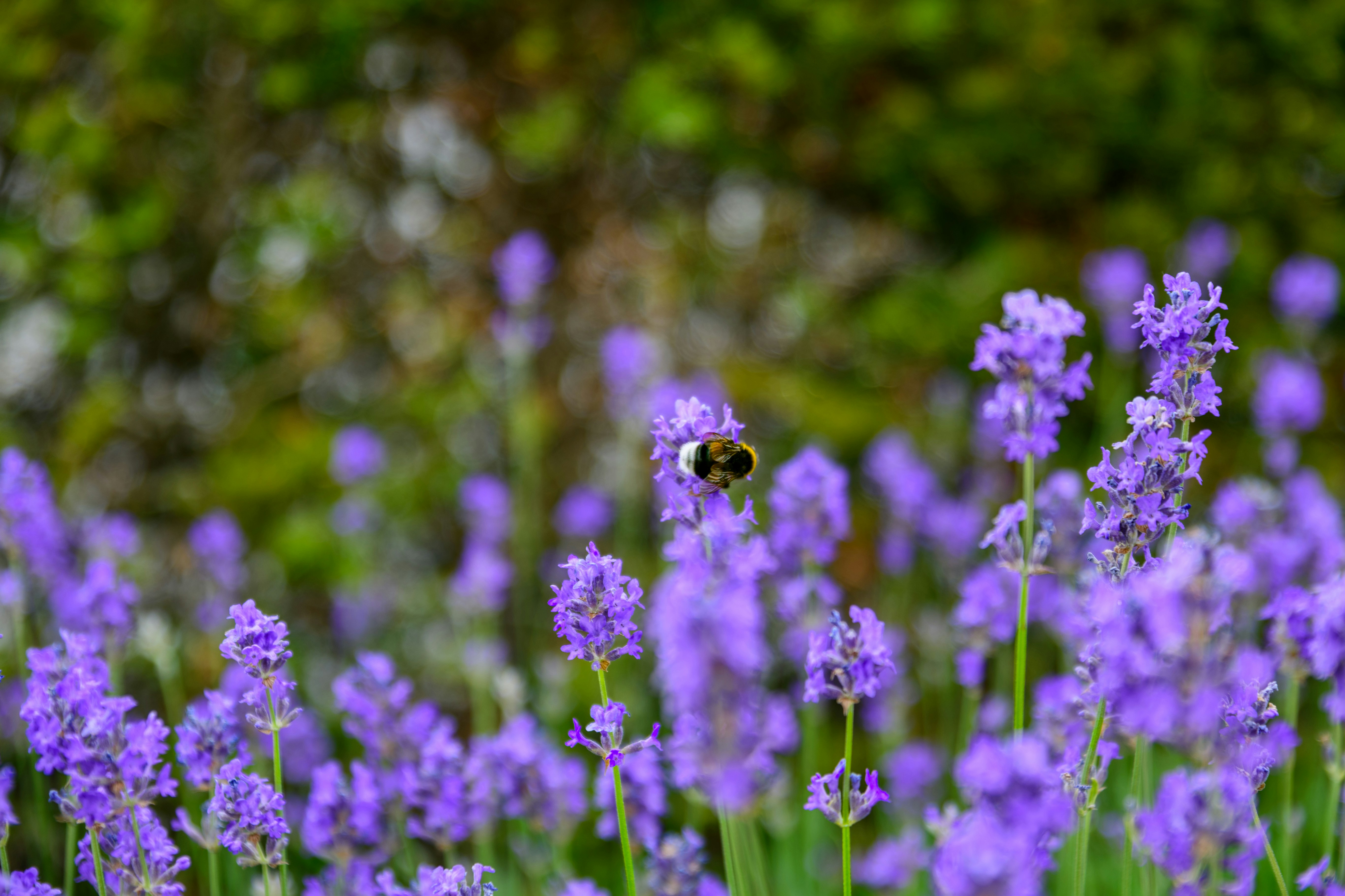 Hovering in a Lavender Field: A Bee's Moment