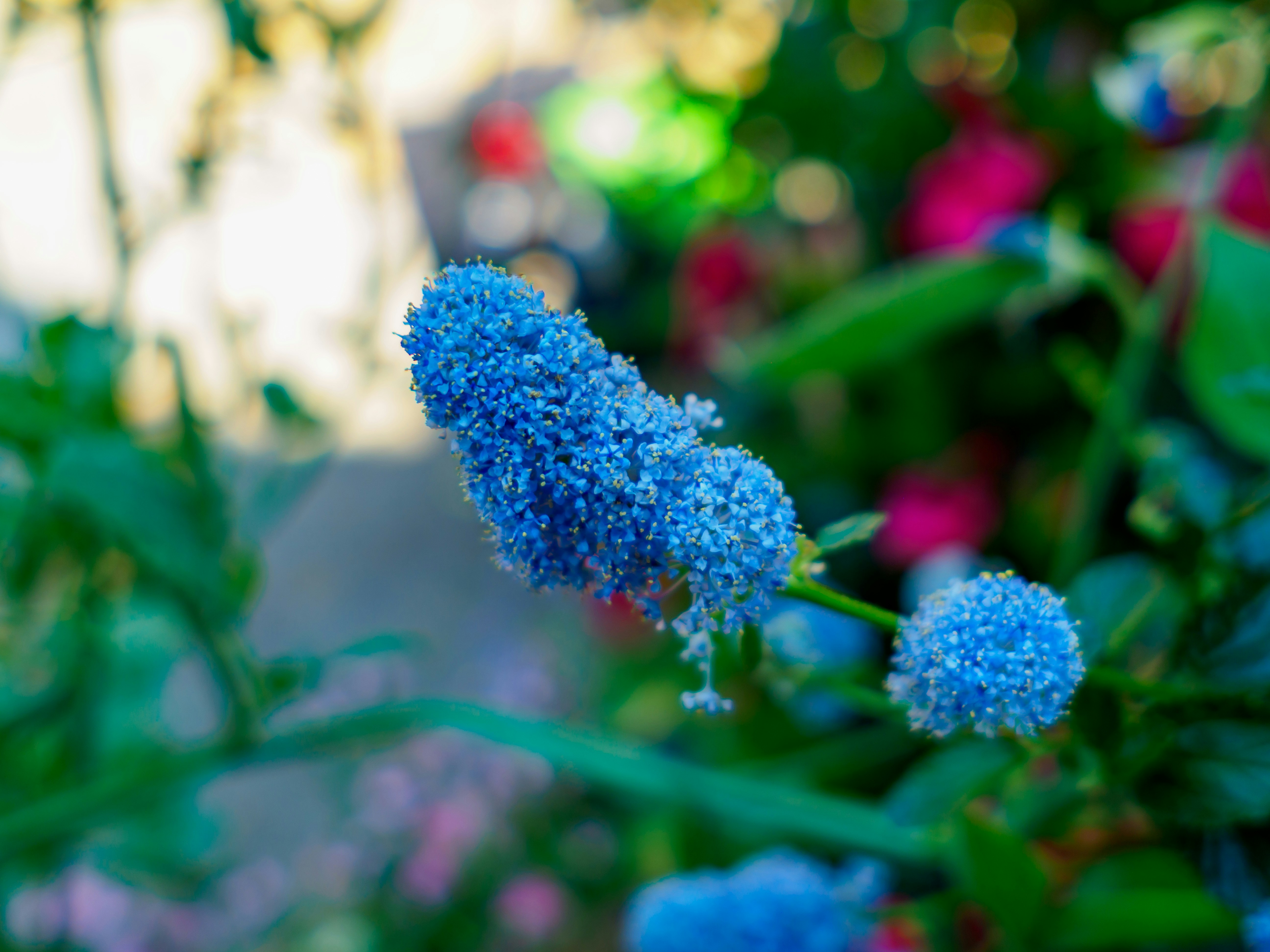 Azure Inflorescence: A Blue Bloom in Soft Focus