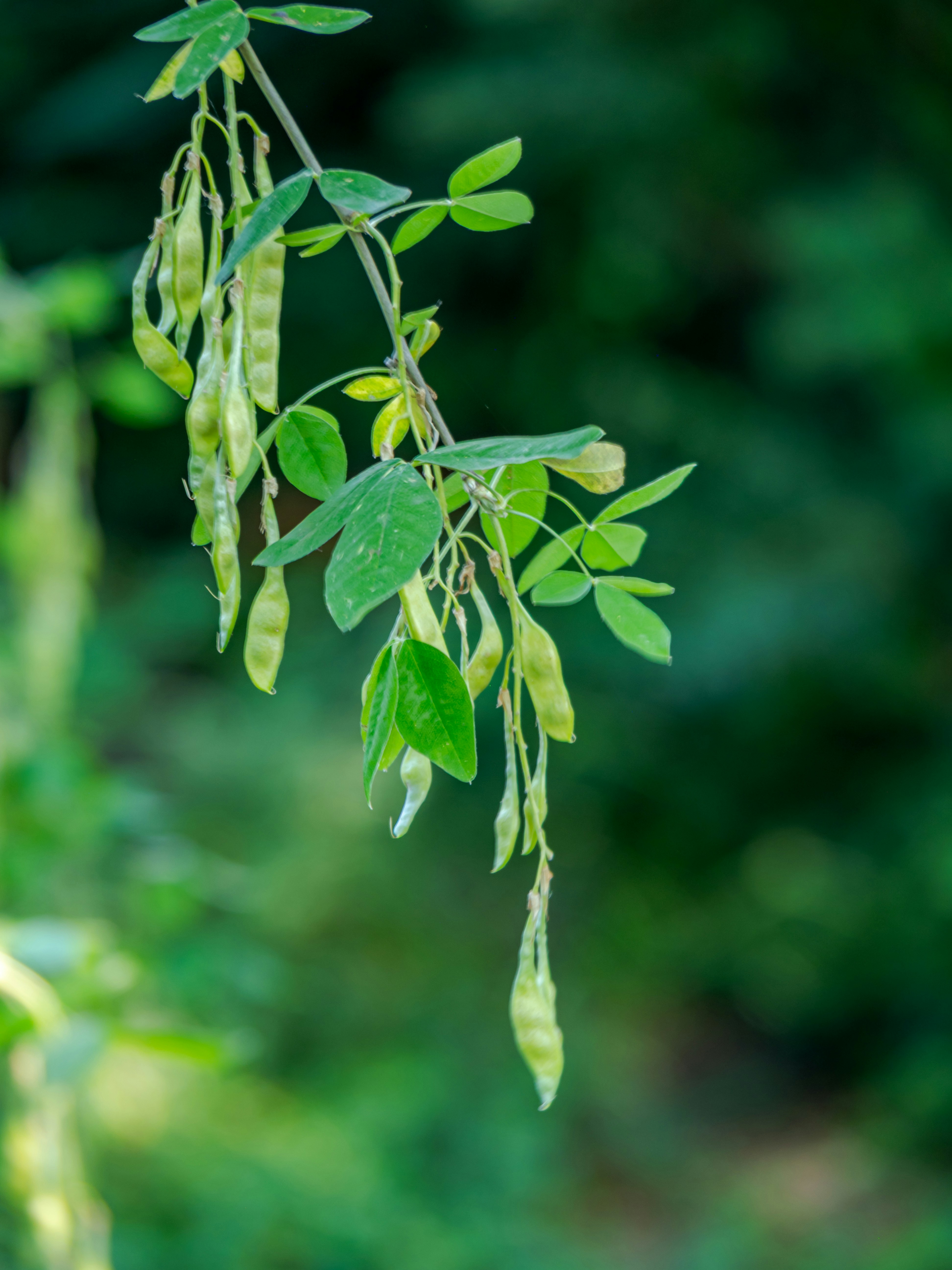 Greenscape Cascades: Hanging Pods and Tender Vines