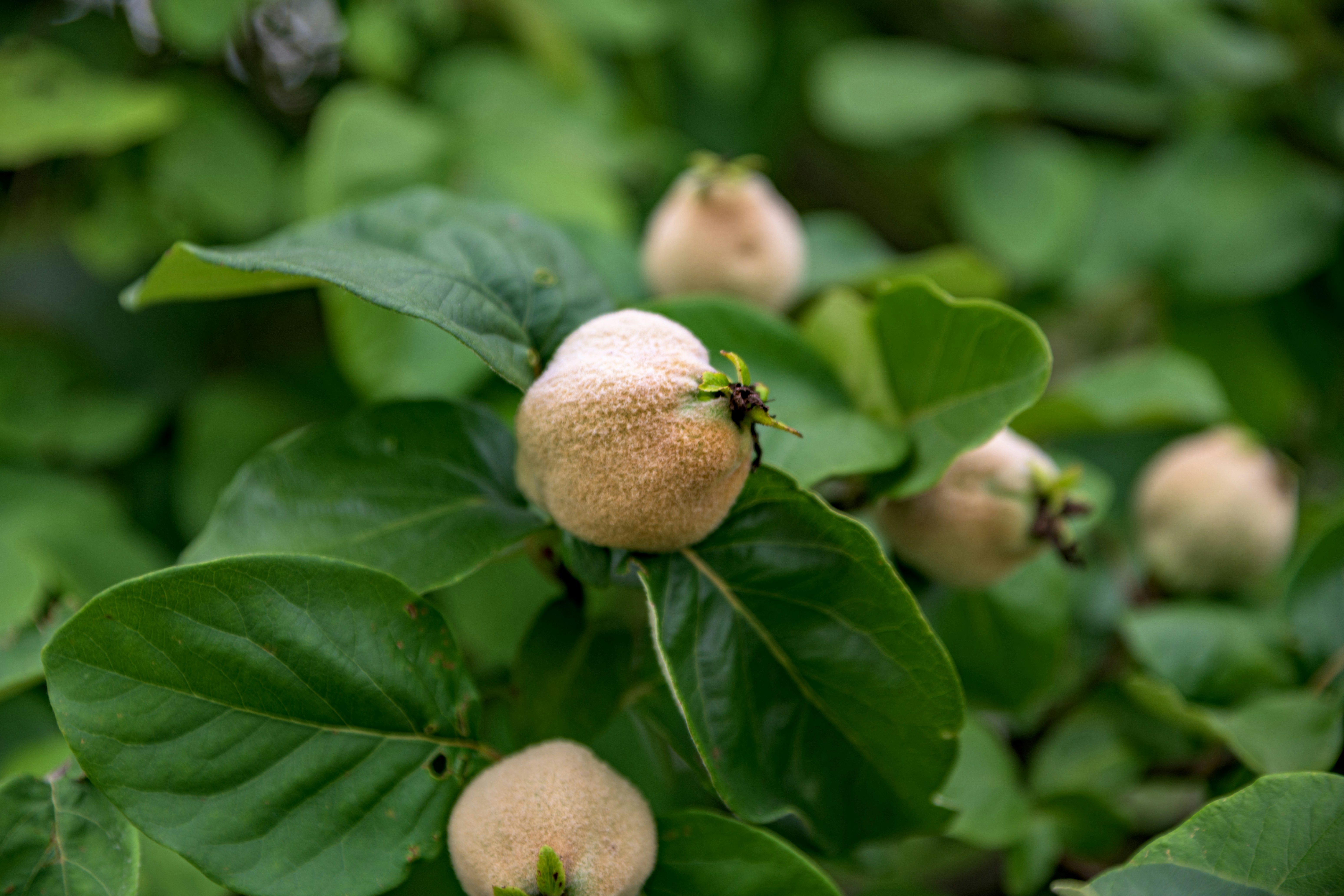Soft Fruits in Focus: A Close-Up of Petite Quince-Like Berries Among Verdant Leaves