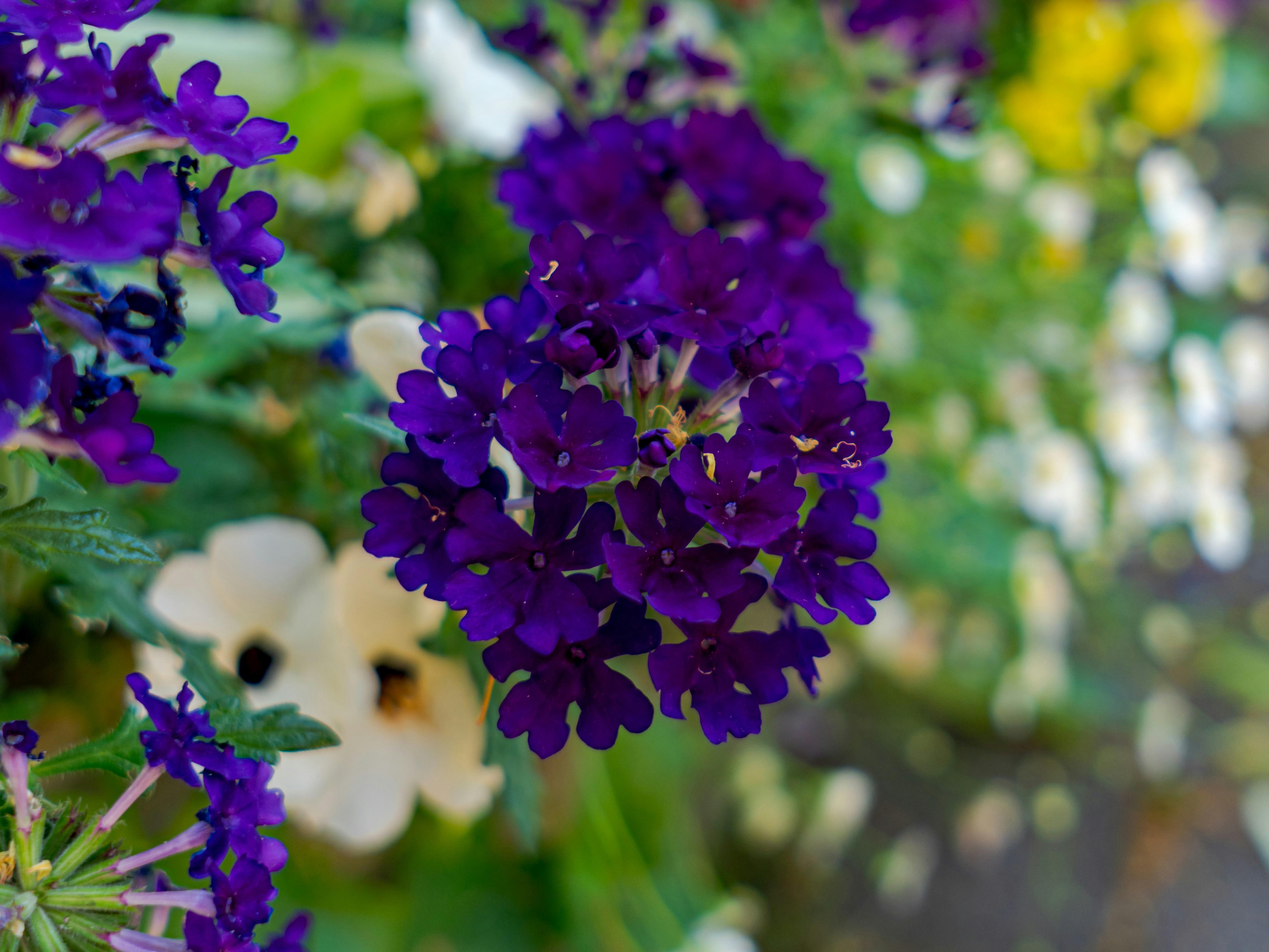 Purple Bloom Crown: A Close-Up of Violet Coronets against a Velvet Garden
