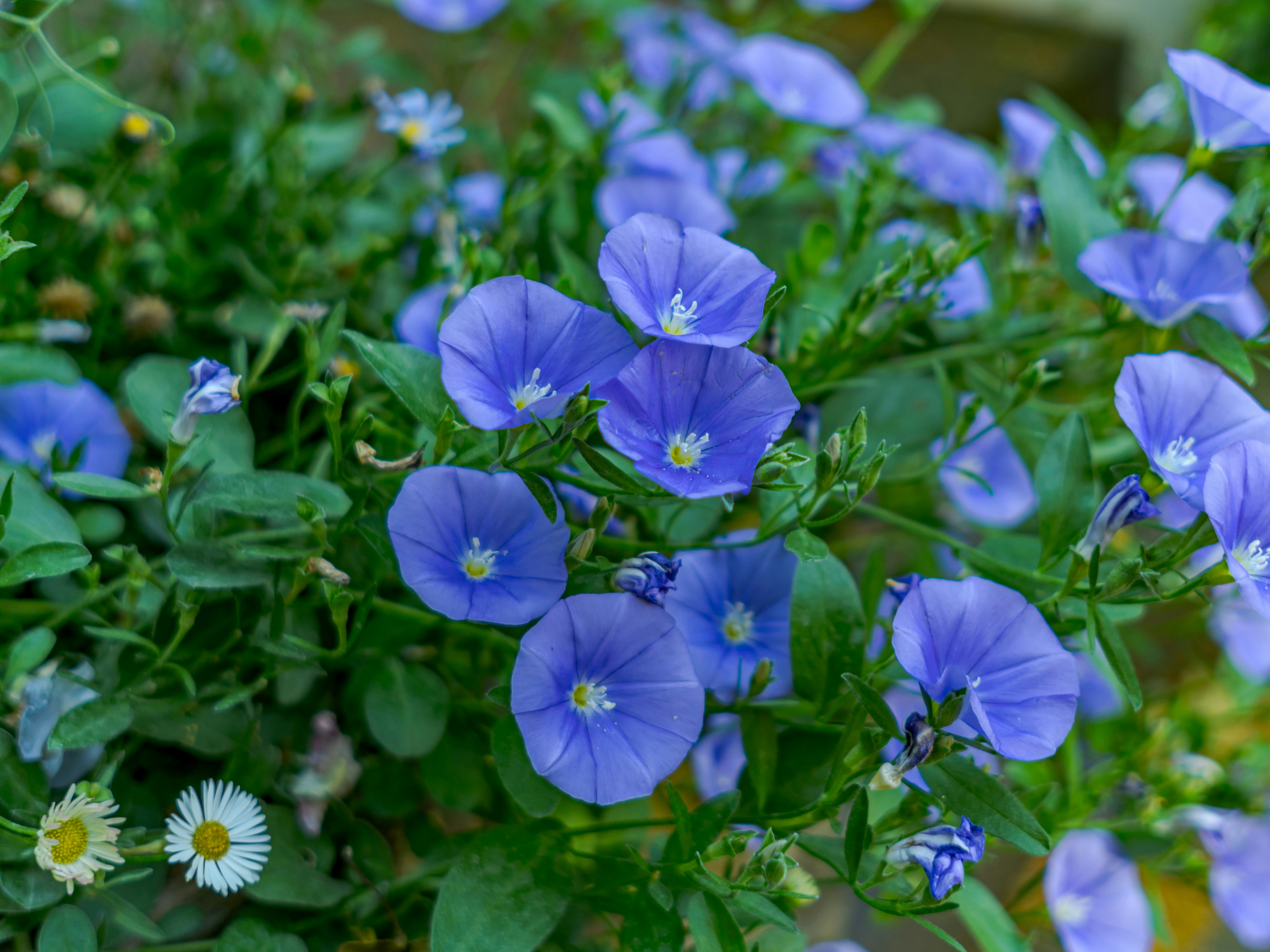 Blue Morning in a Field of Bells