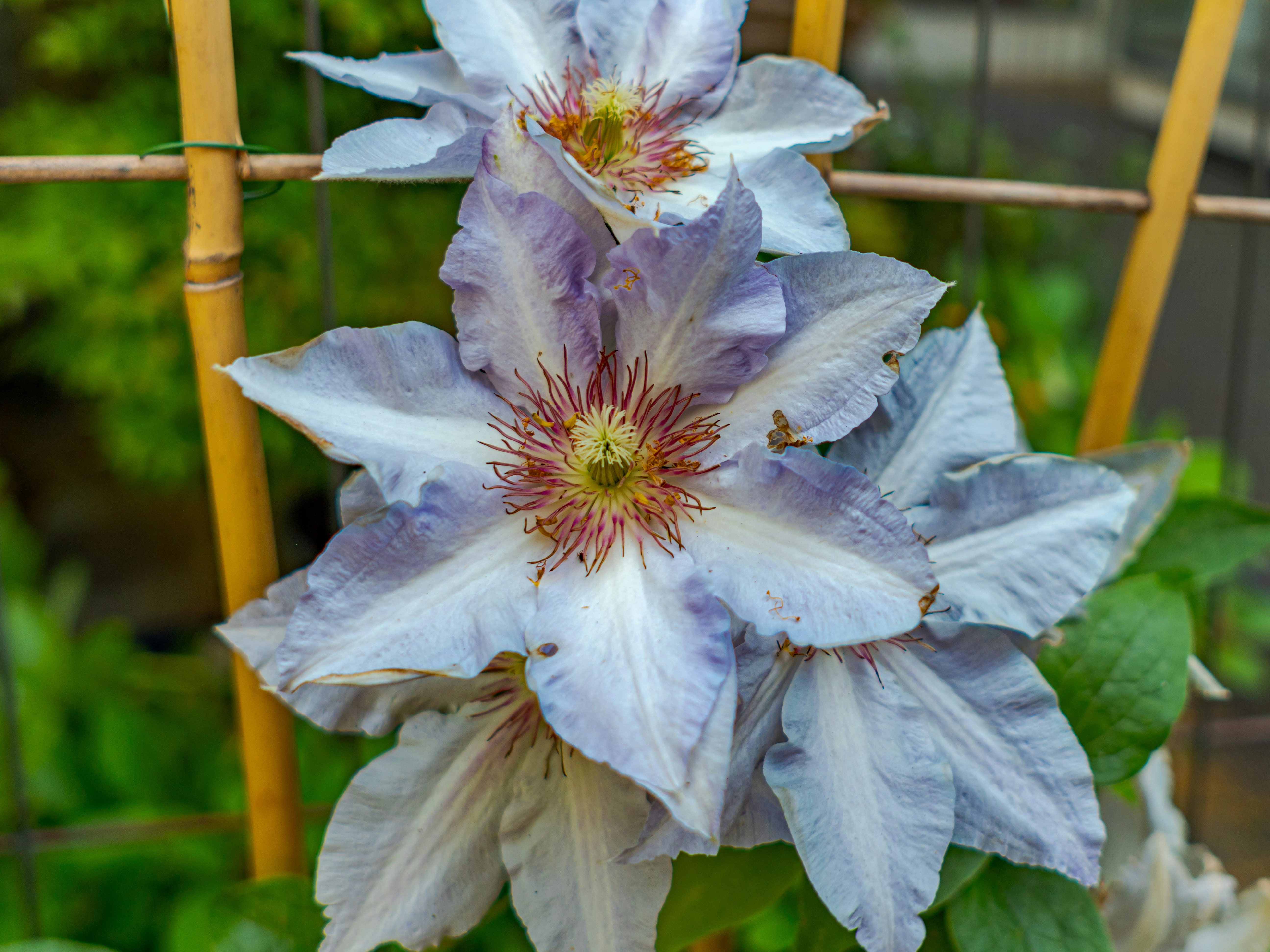Purple-petal duel: a close-up of a lilac-hued Clematis bloom against a garden trellis