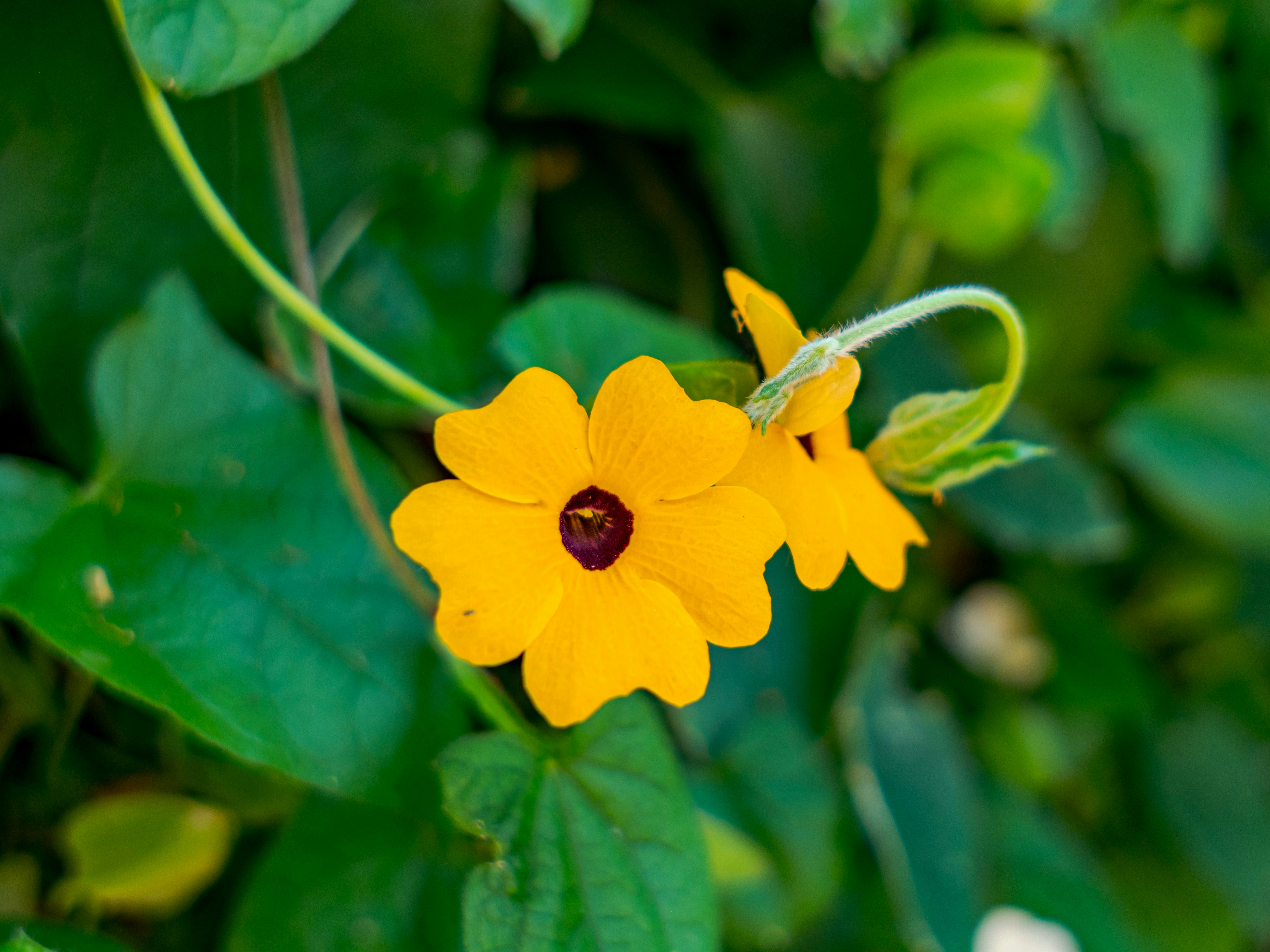 Golden Petals in a Green Whisper