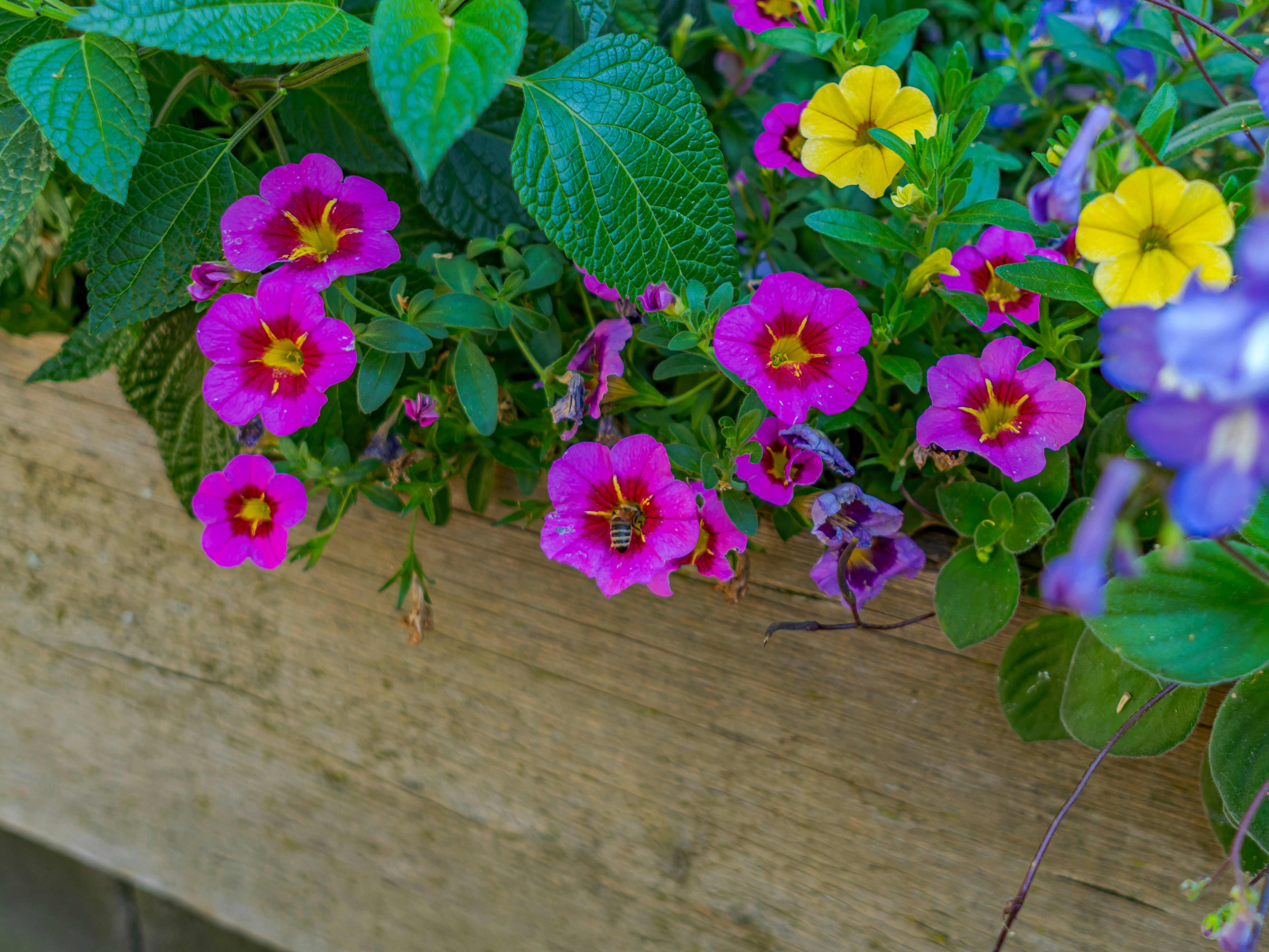 Vibrant Petal Parade in a Window Box