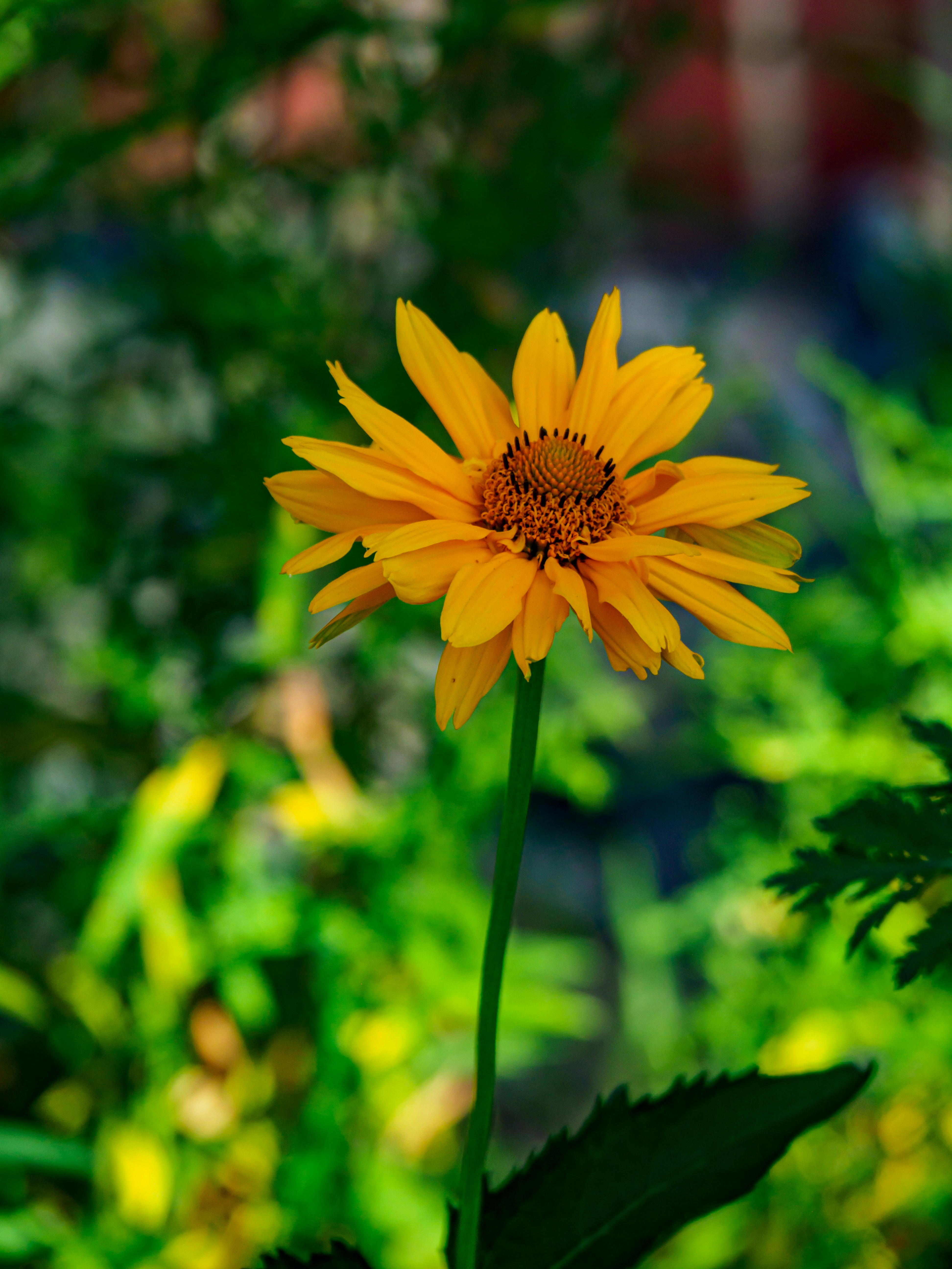 Golden Dayflower: A Bold Sunflower Stands Against a Quiet Garden