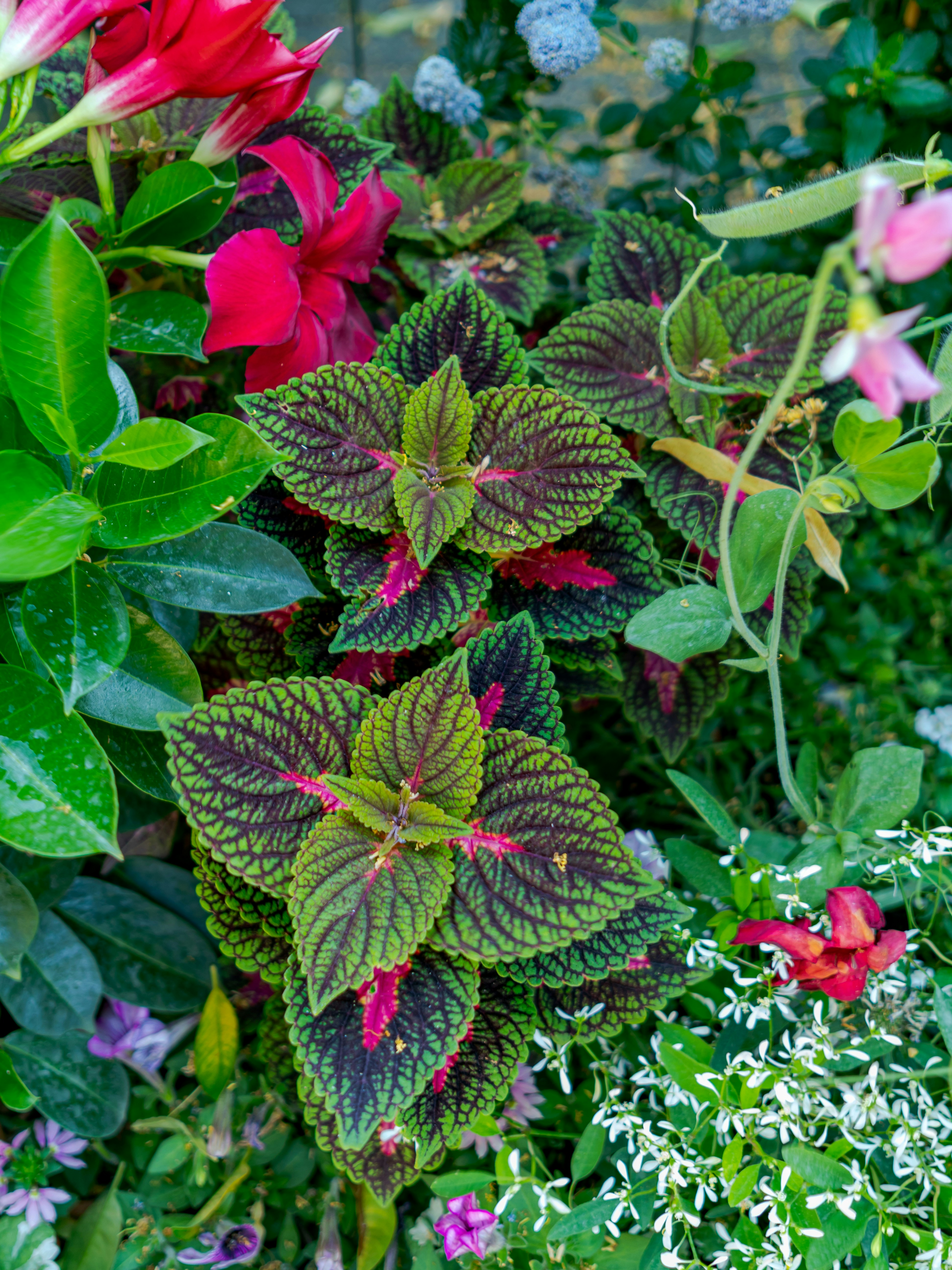 Vivid Veins: A Centered Patch of Foliage and Floral Contrasts