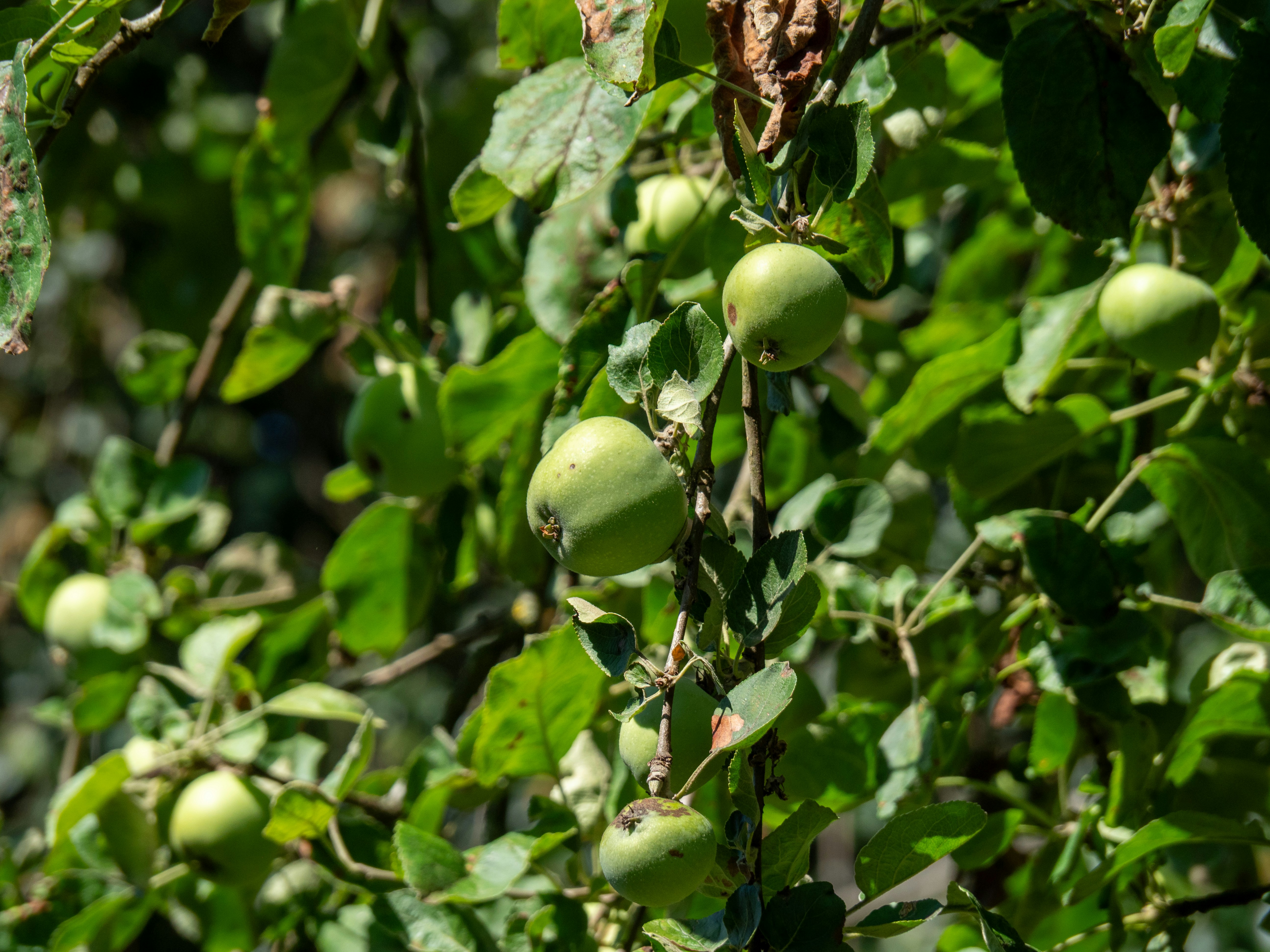 Green Apples in Sunlit Orchard Canopy