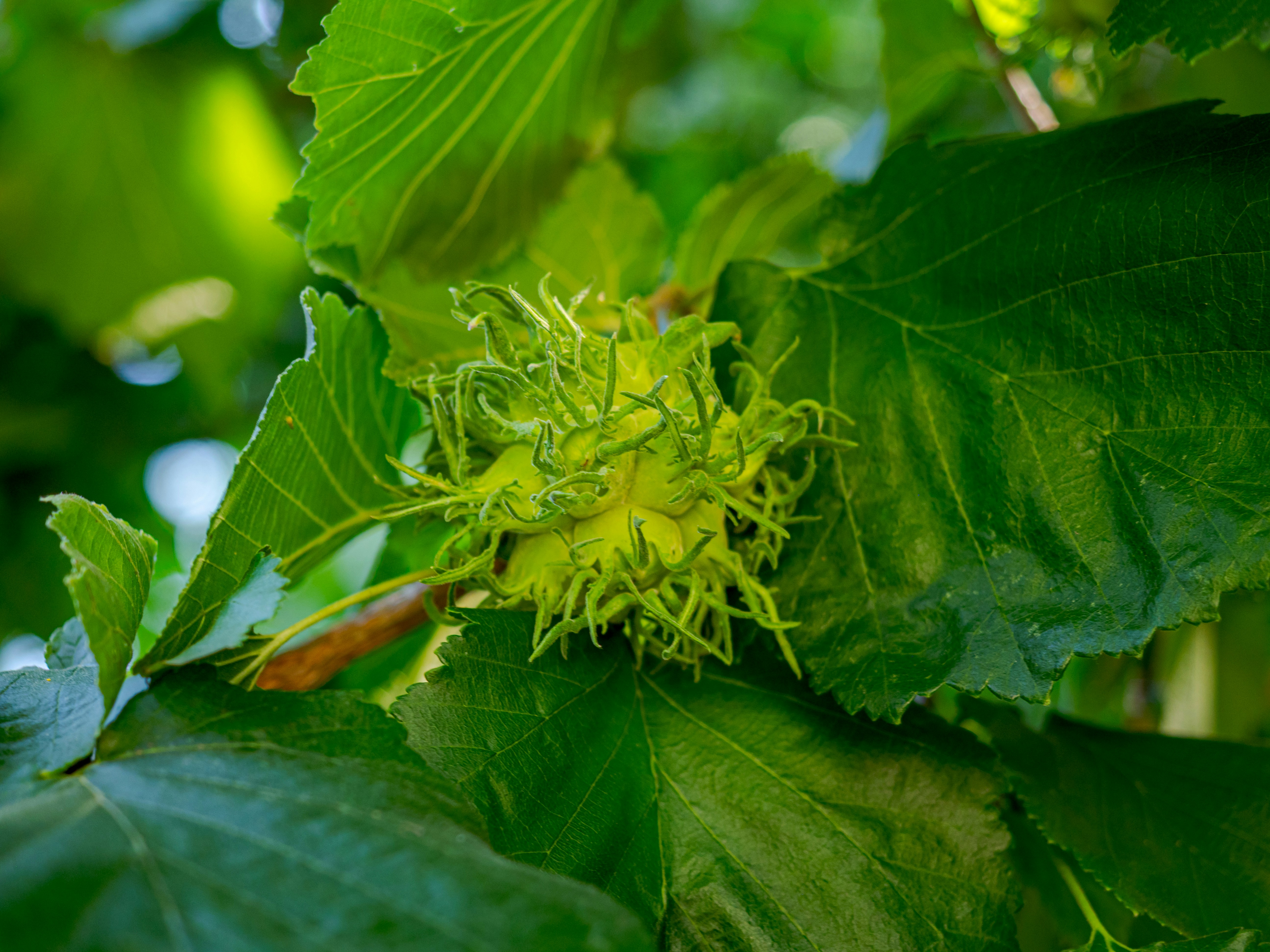 Bright Green Buds: A Close-Up of Fresh Leaves and Seedpod in Sunlit Foliage