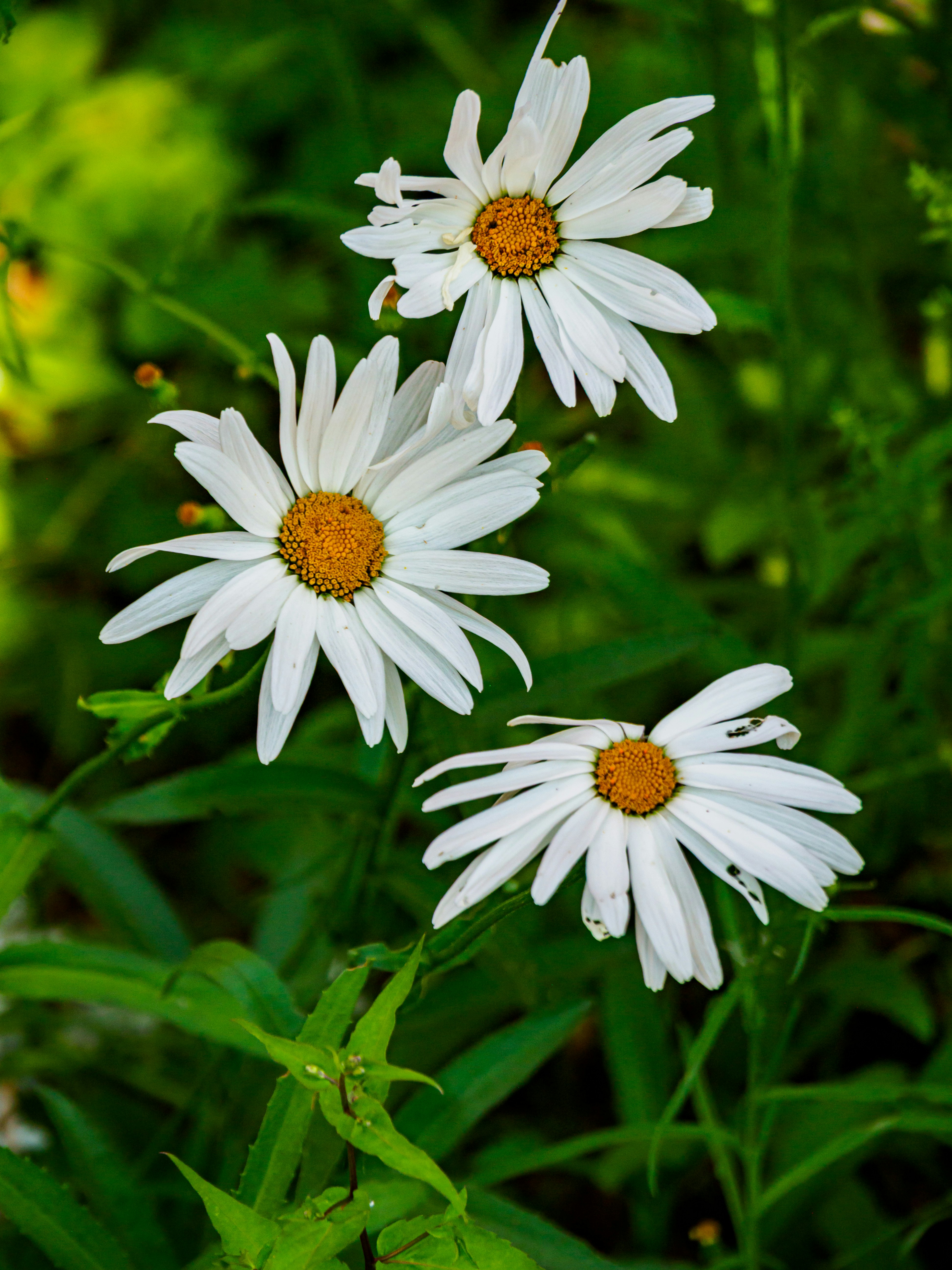 Triple Daisy Alignment in Sunlit Meadow