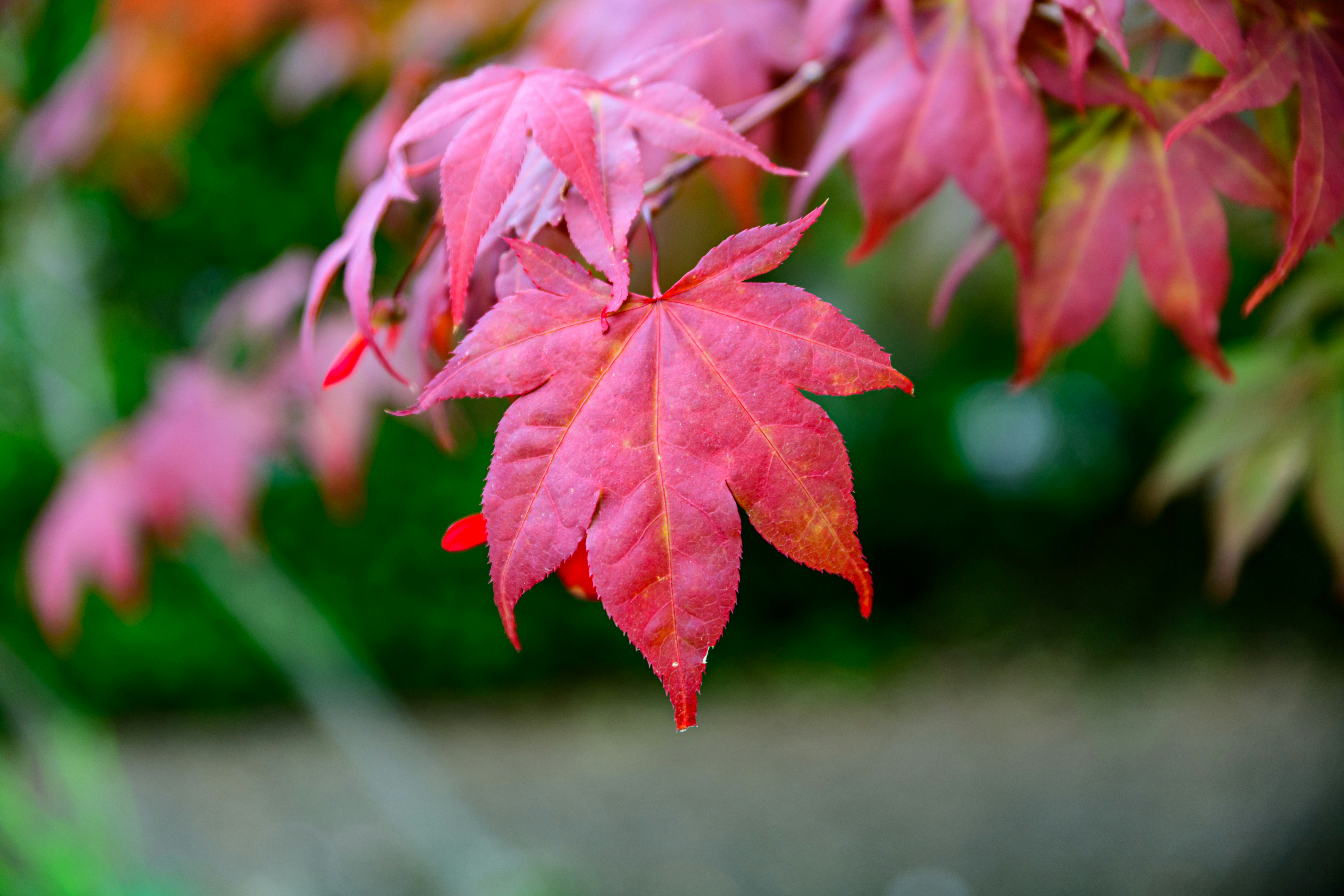 Crimson Maple Leaf in Focus: A Quiet Autumn Glint