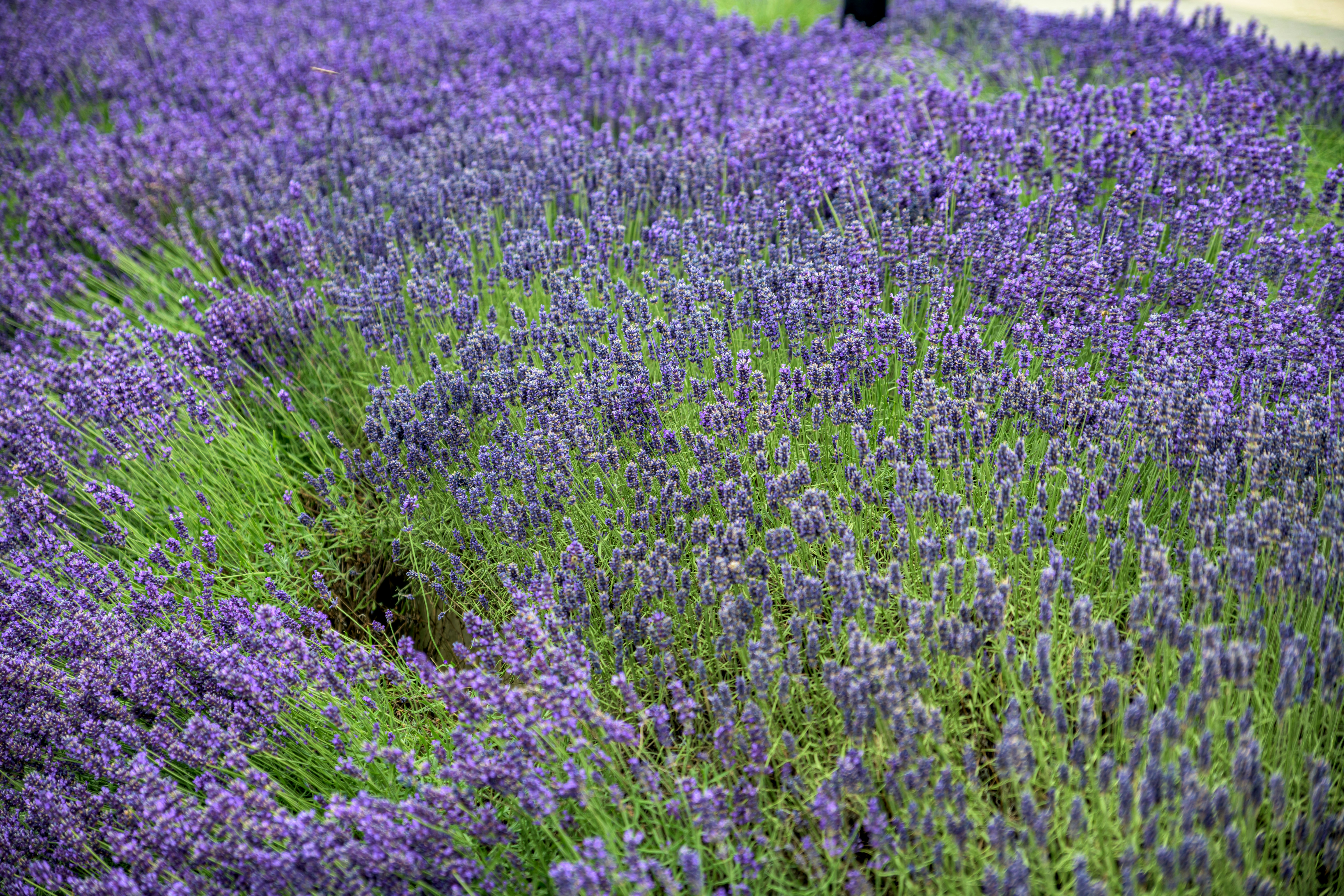 Lavender Seas: A Vast Field of Purple in Bloom