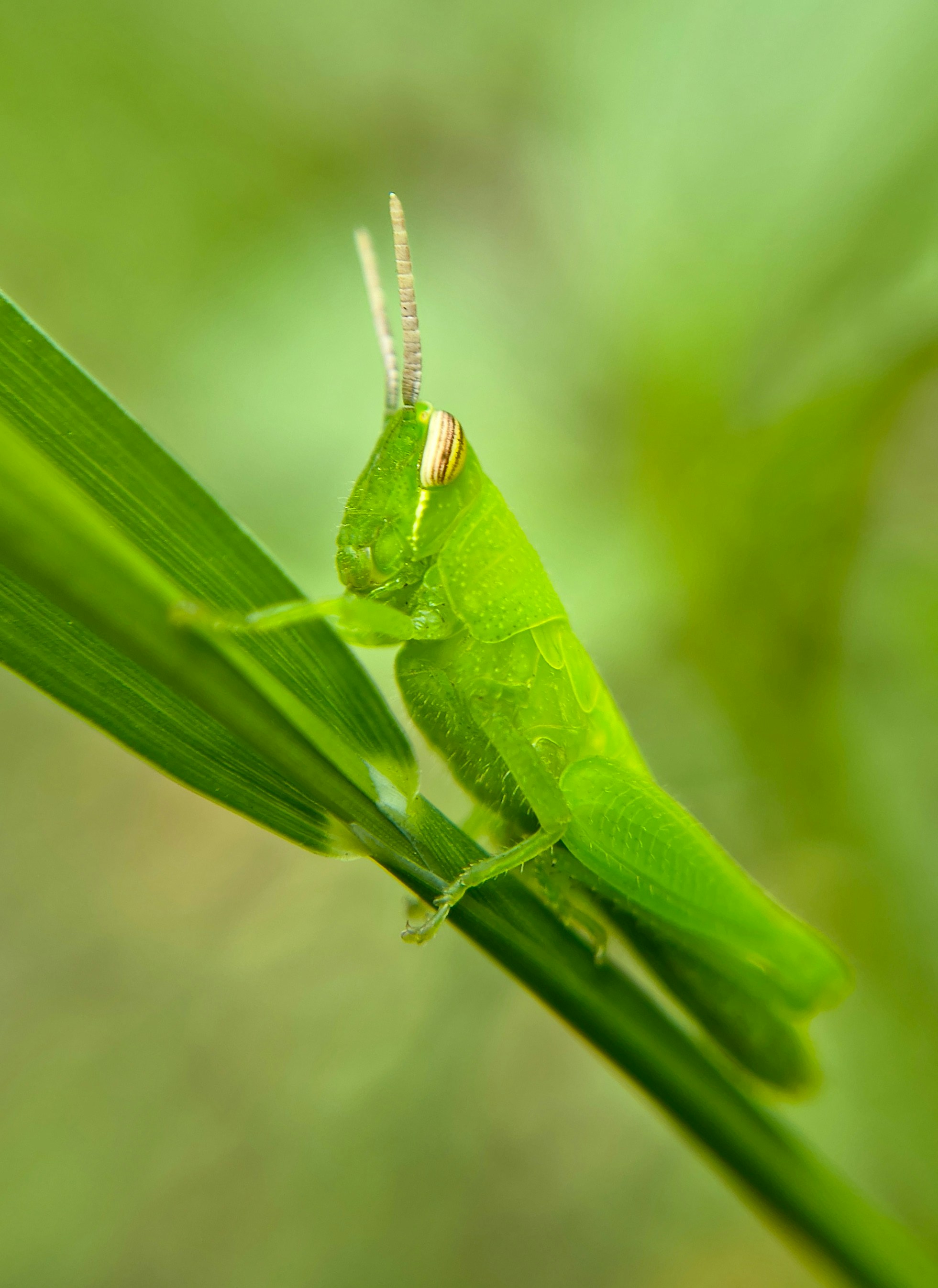 Emerald Mantid on a Leaf: A Macro Moment on Green Veins