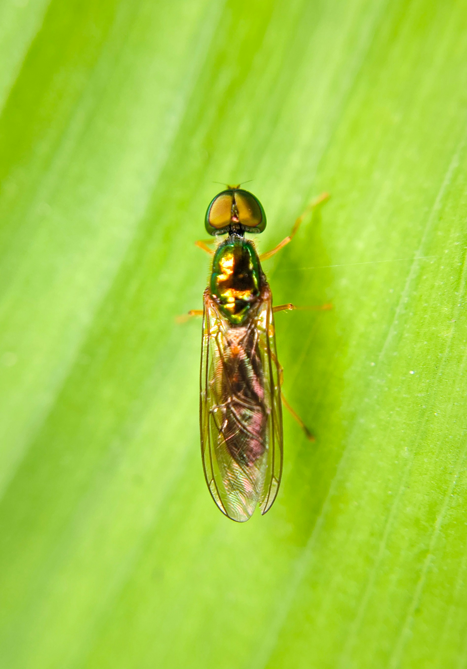 Dragonfly Portrait: Emerald Glasswing Resting on a Leaf