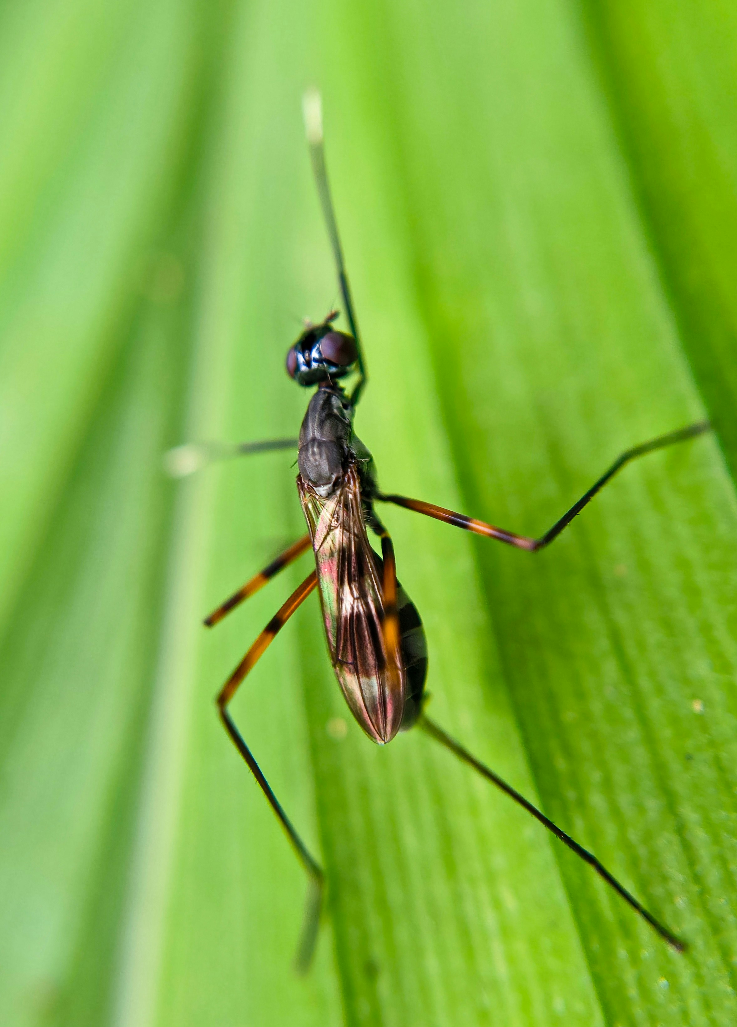 Monarch of the Blade: a slender wasp-identified insect on a verdant blade