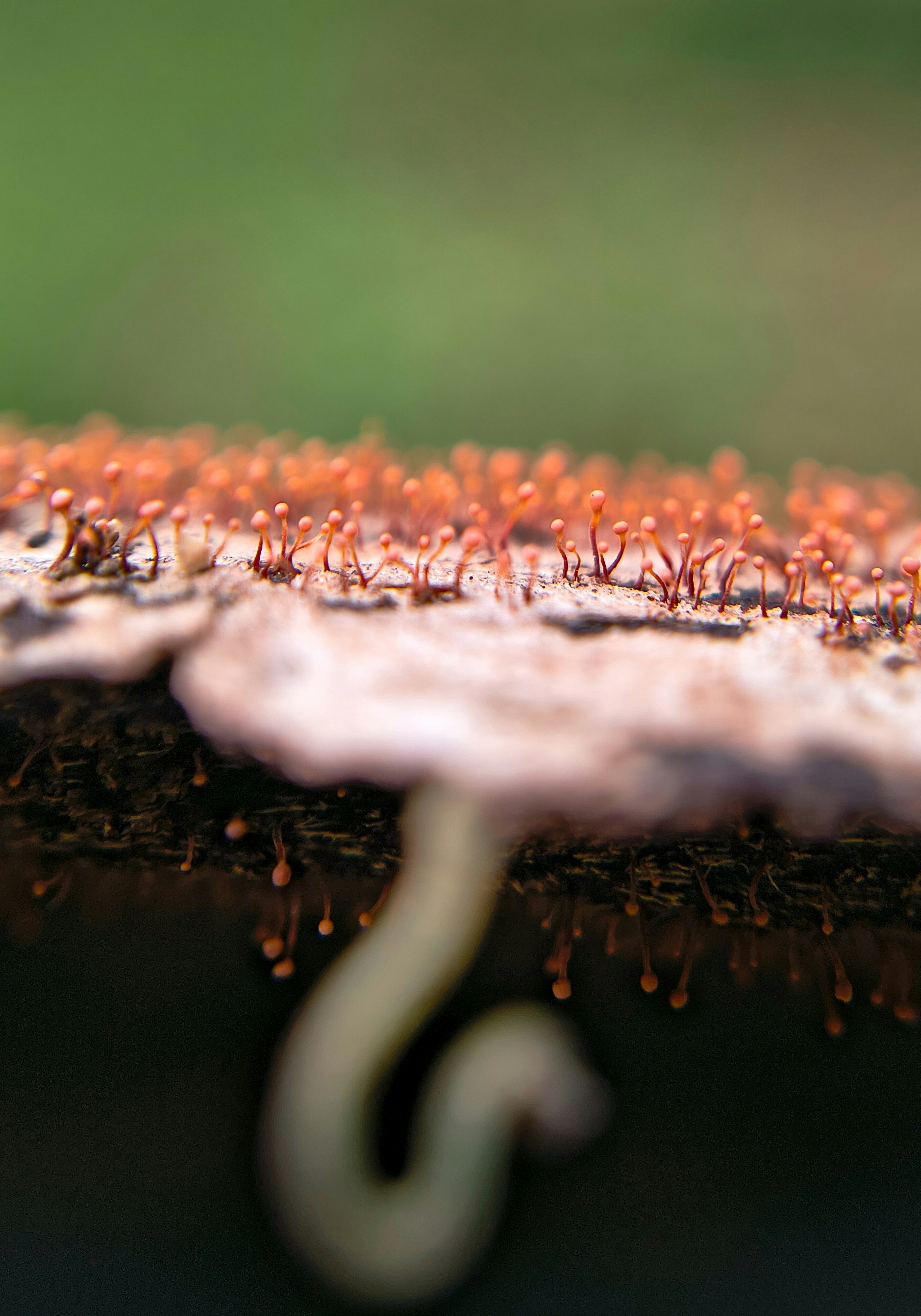Micro Forest Rising: Tiny Orange Sporangiophores on a Weathered Log