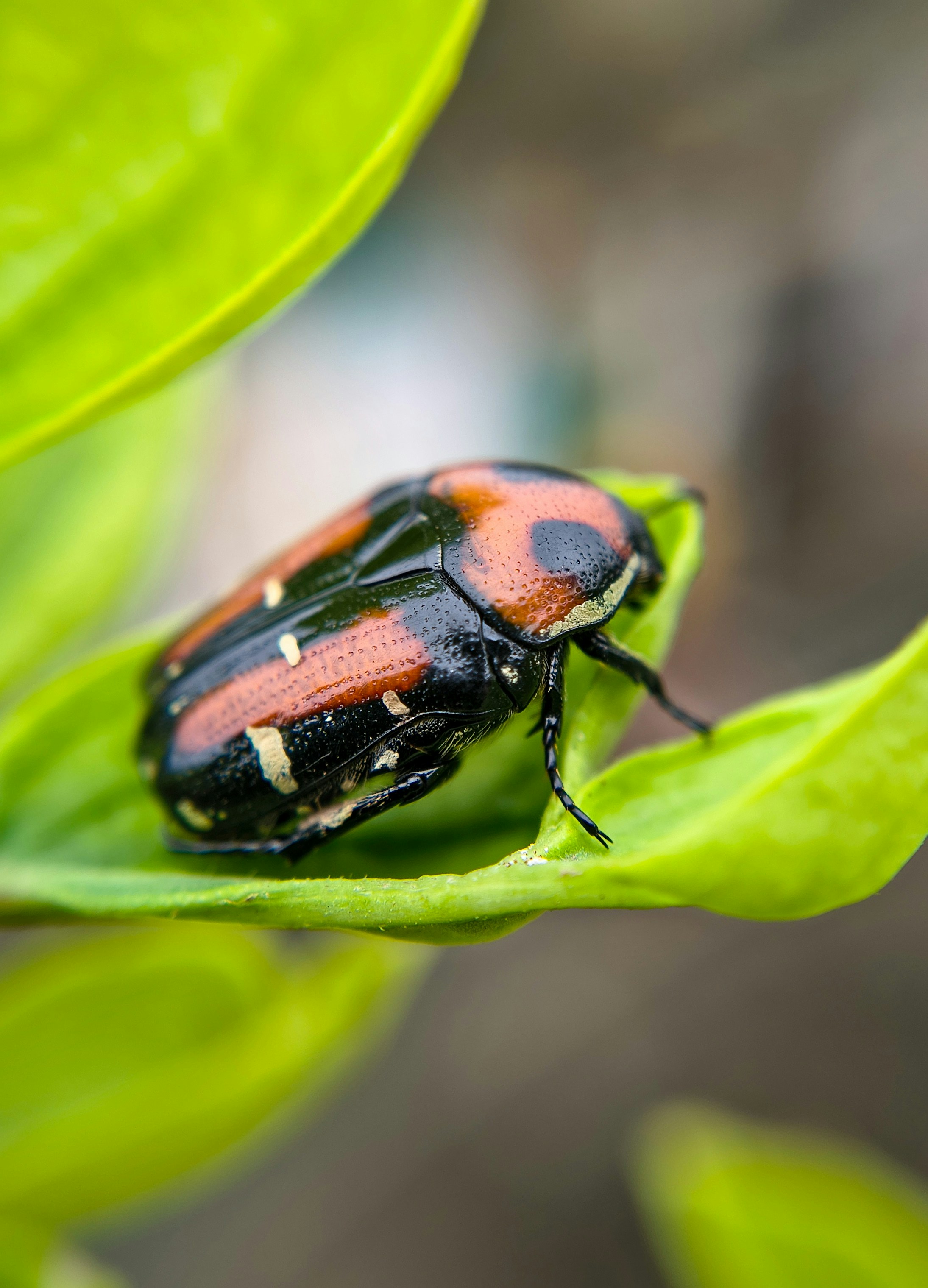 Red-Black On Leaf: A Camouflaged Beetle in Focus