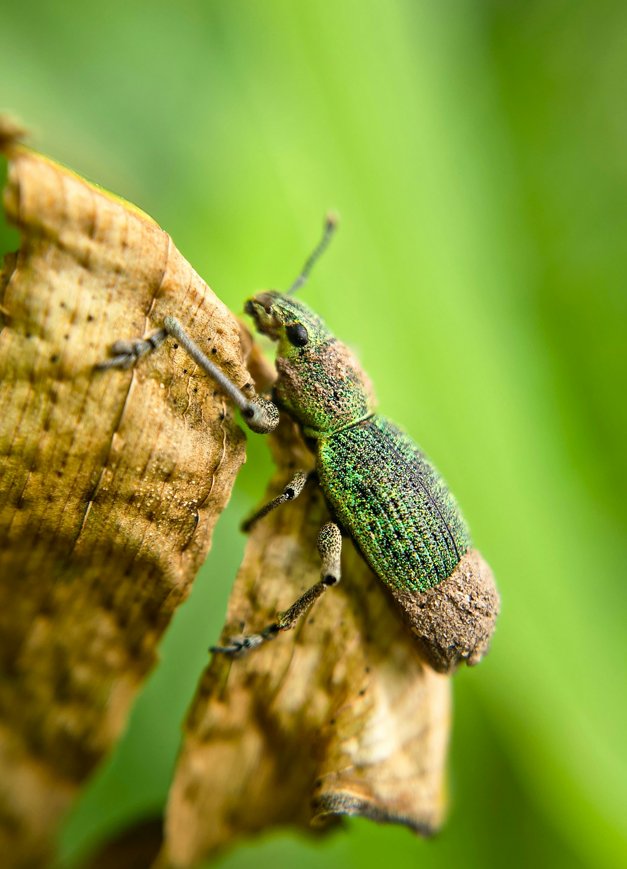 Emerald Beetle on Withered Leaf: Micro-world of Color and Texture