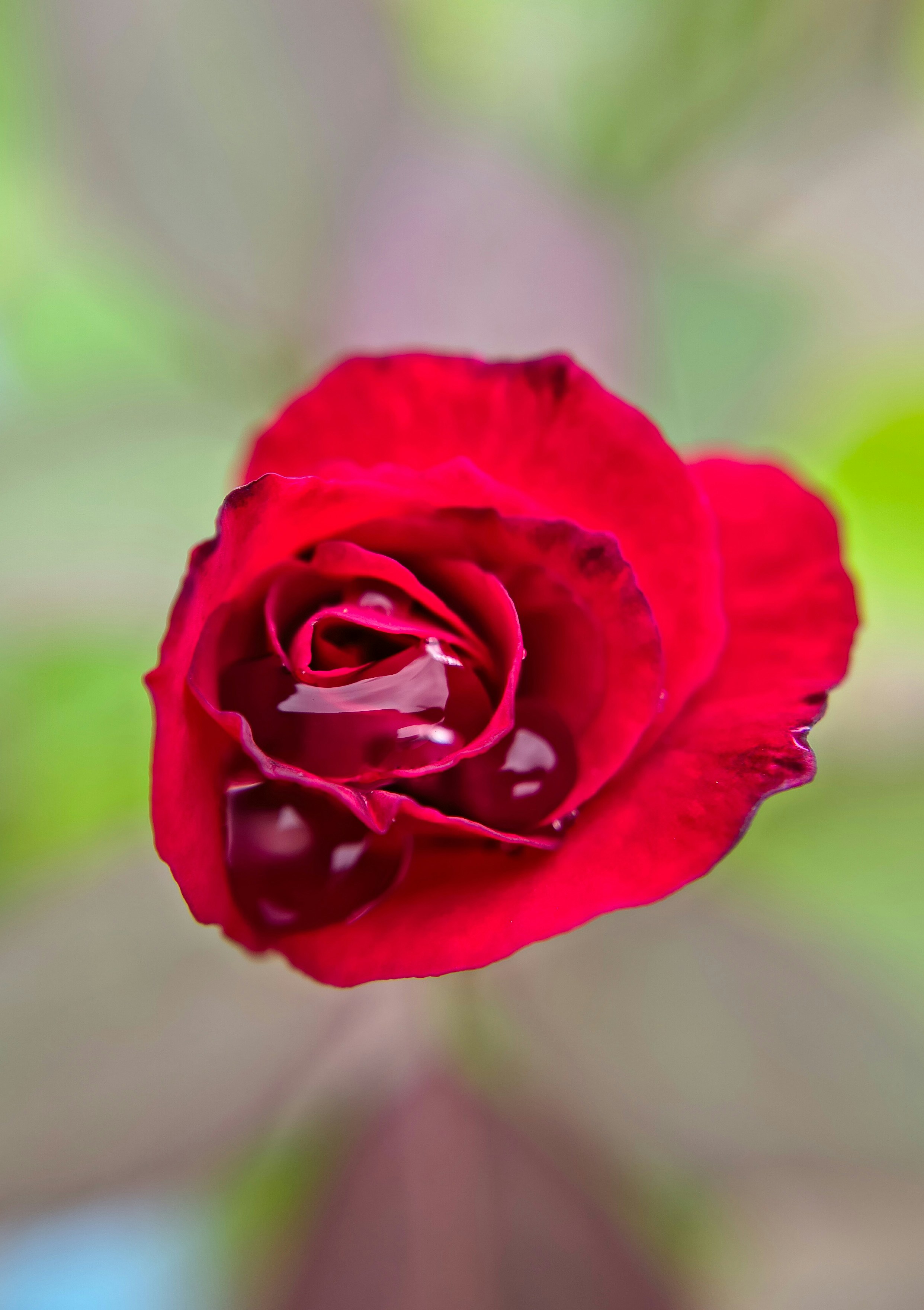 Crimson Bloom: A Close-Up on Velvet Petals