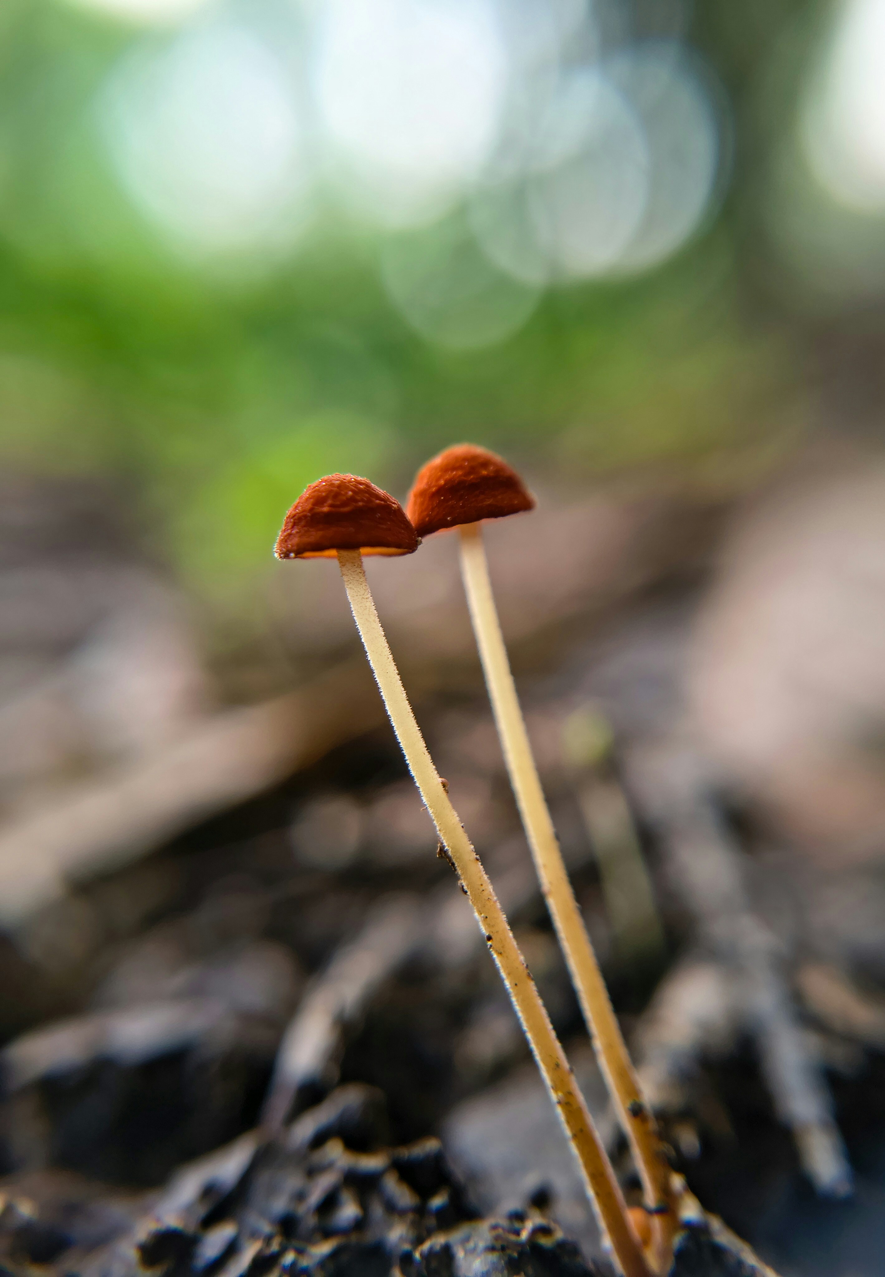 Tiny Mushrooms Standing Tall in a Forest Floor Dream