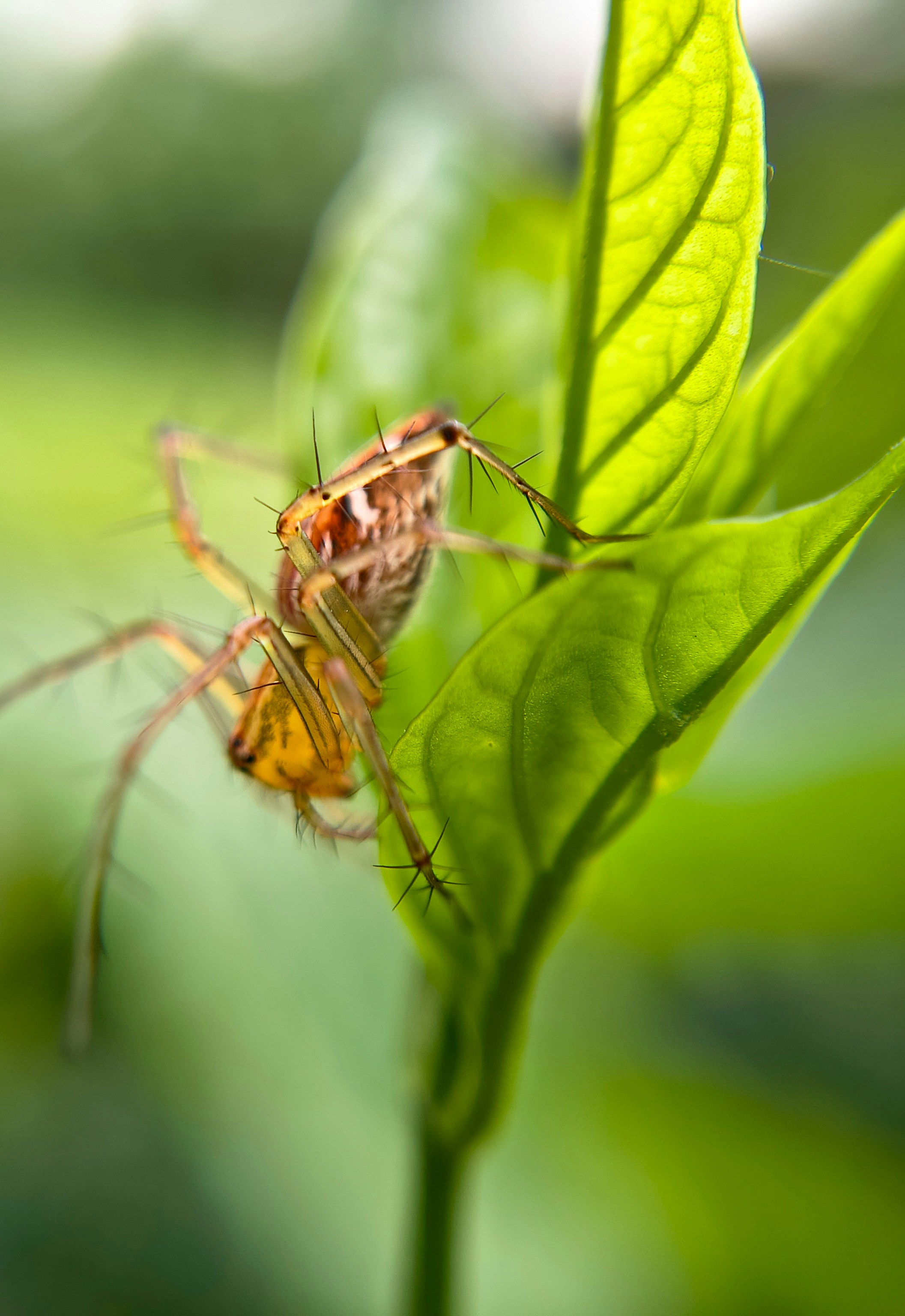 Amber Orb Weaver: a spider clings to bright leaf
