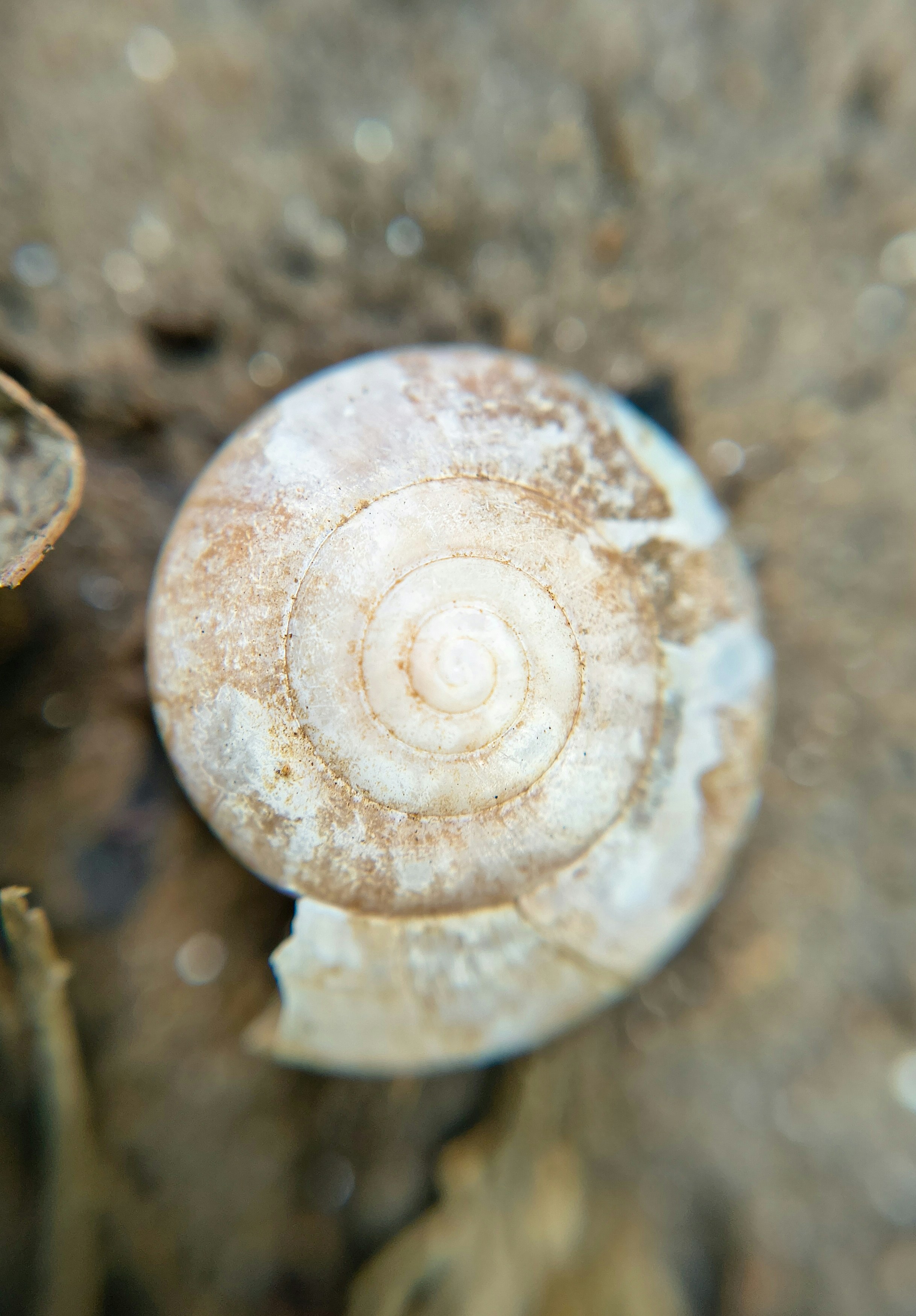 Coiled Fossil: A Close-Up of Time's Spiral on Weathered Stone